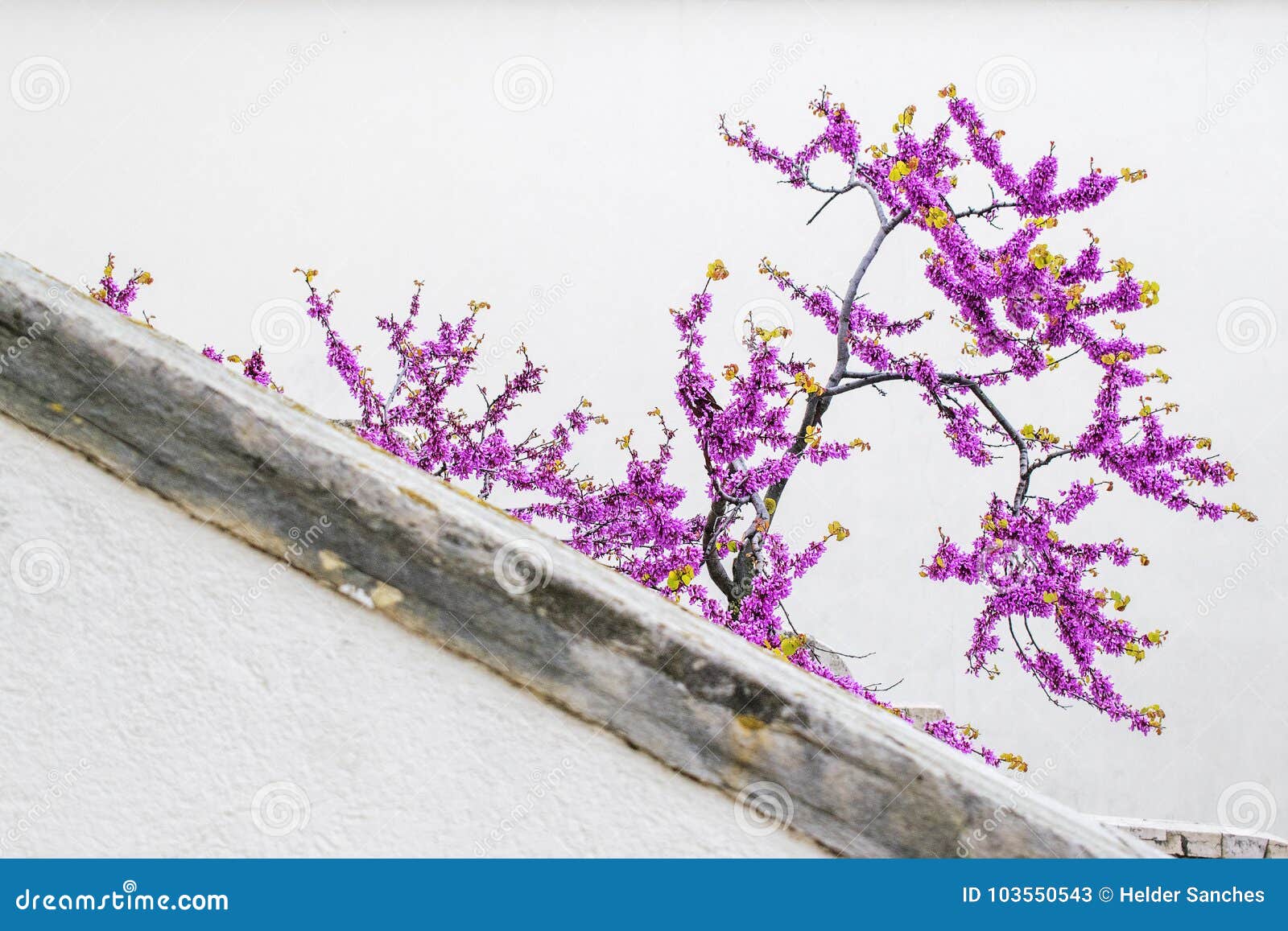 Small and Light Violet Tree Stock Image - Image of flowers, bush: 103550543