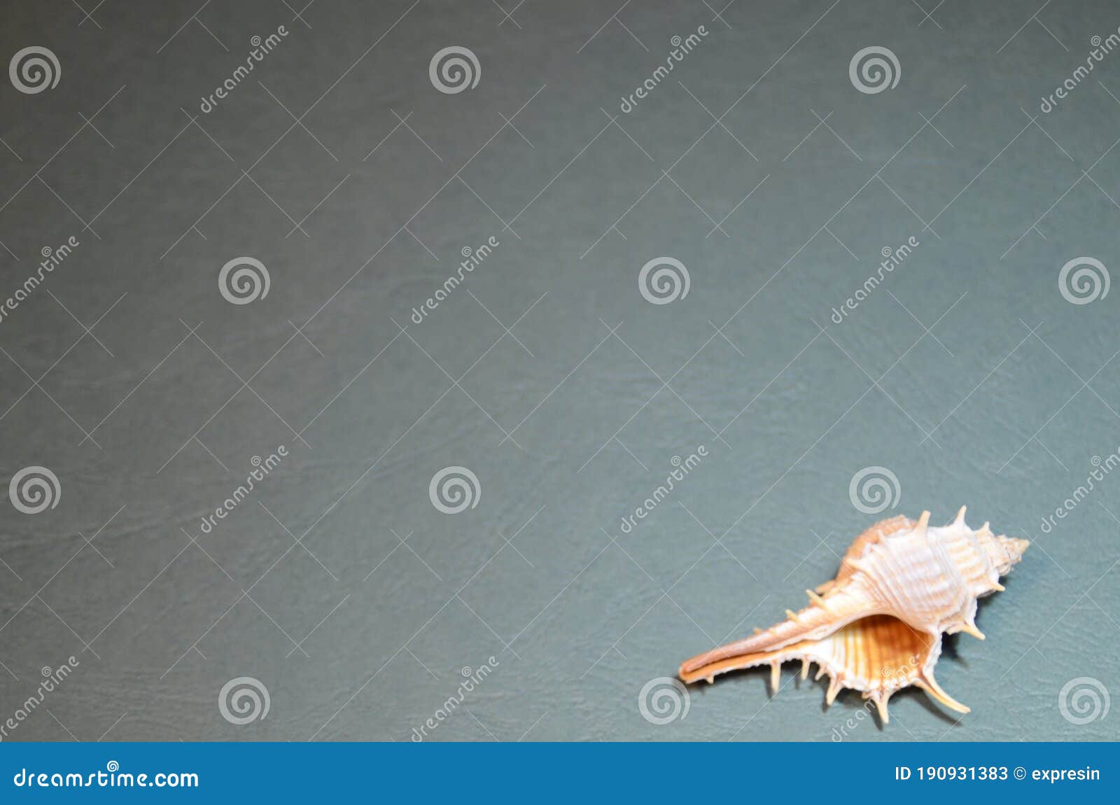 Small Light White and Brown Ocean Shell with Thorns on an Embossed Blue ...