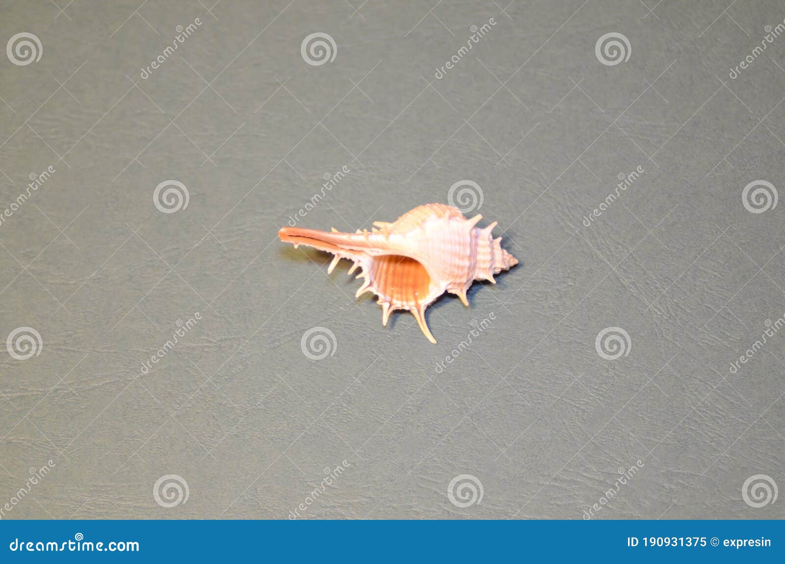 Small Light White and Brown Ocean Shell with Thorns on an Embossed ...