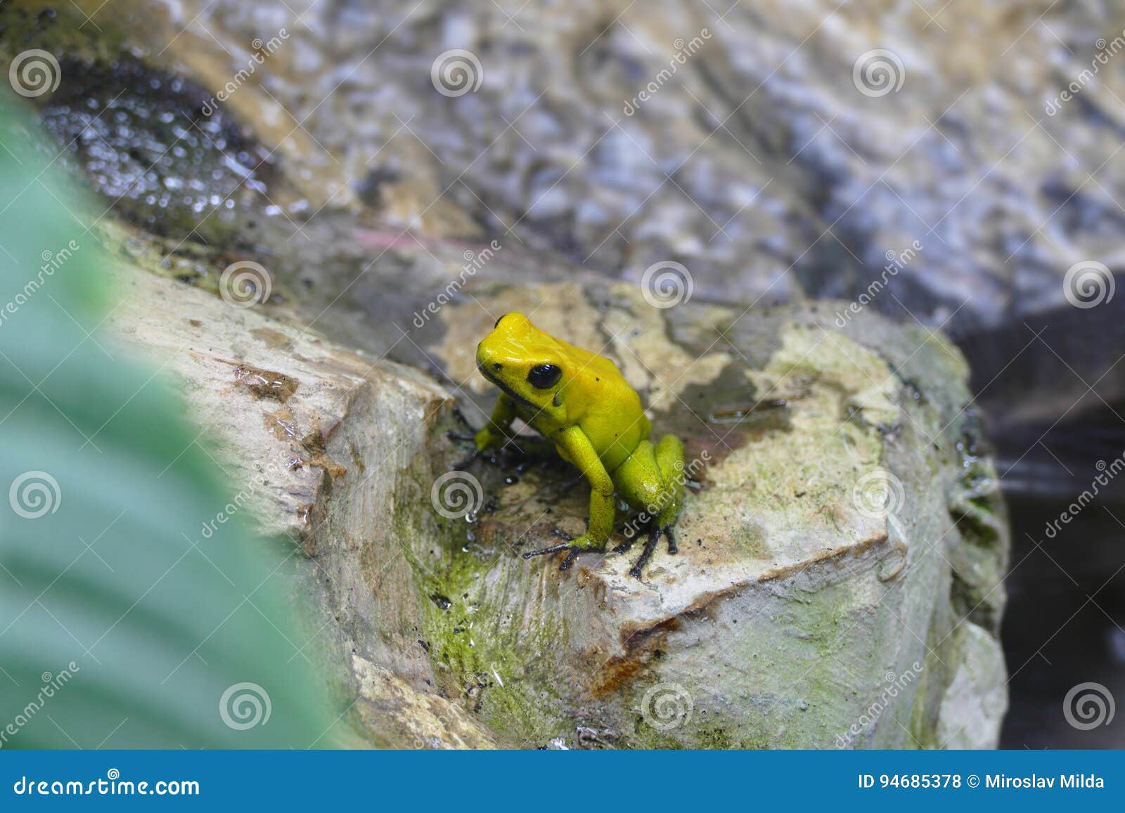 Small Lightgreen Yellow Frog Stock Photo - Image of rain, light: 94685378