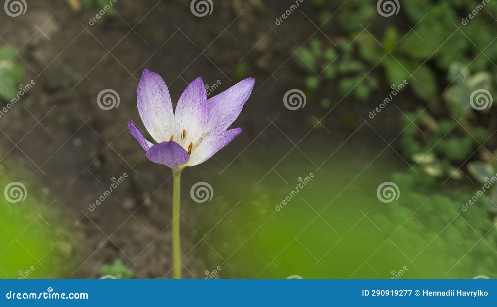 A small lily in nature stock image. Image of fresh, beautiful - 290919277