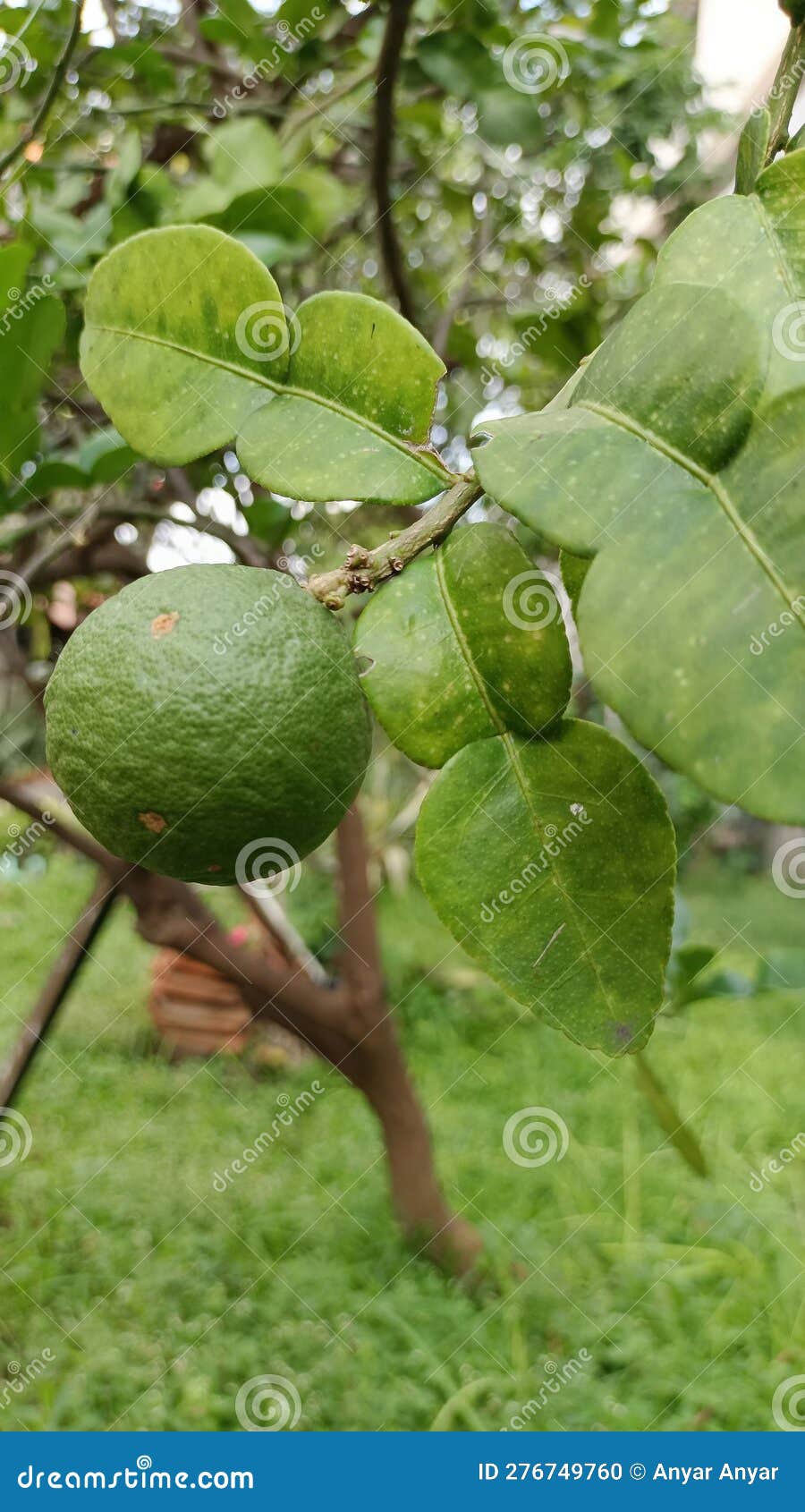 Small lime at small garden stock photo. Image of lime - 276749760