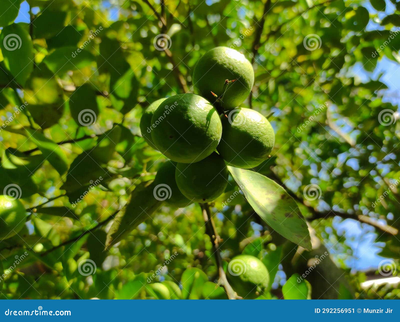 A Small Lime Hanging from a Very Green Tree Stock Image - Image of ...