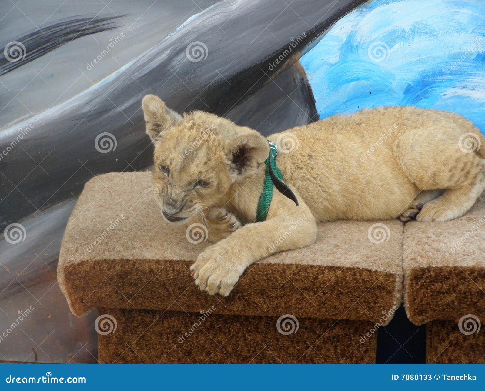 A small lion stock image. Image of adventure, animals - 7080133