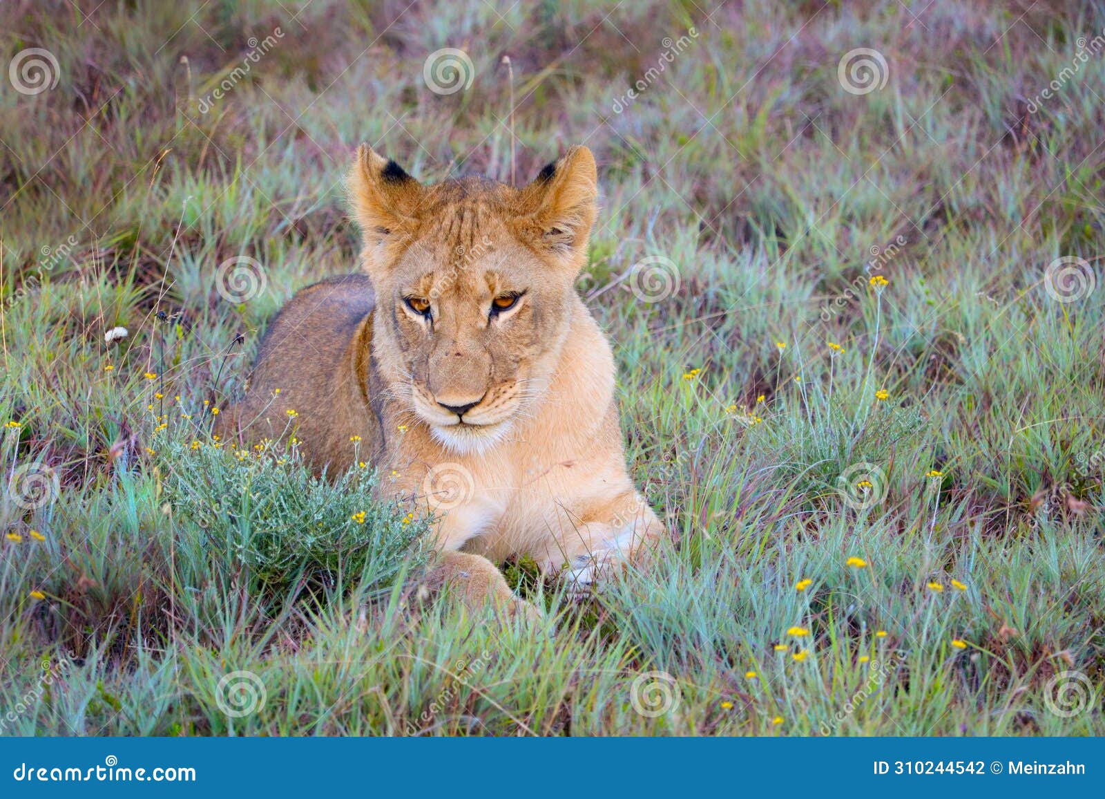 Small Lion Baby Lying in the Grass Stock Photo - Image of watching ...