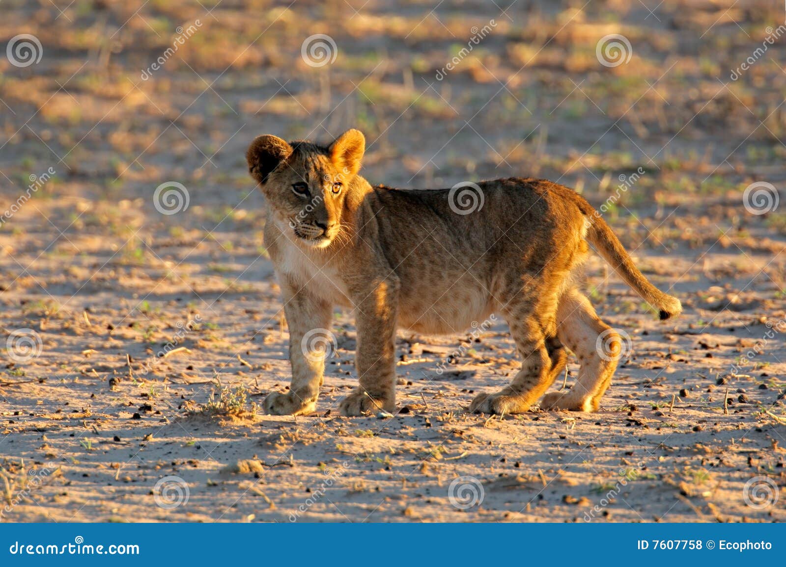 Small lion cub stock photo. Image of eyes, panthera, wild - 7607758