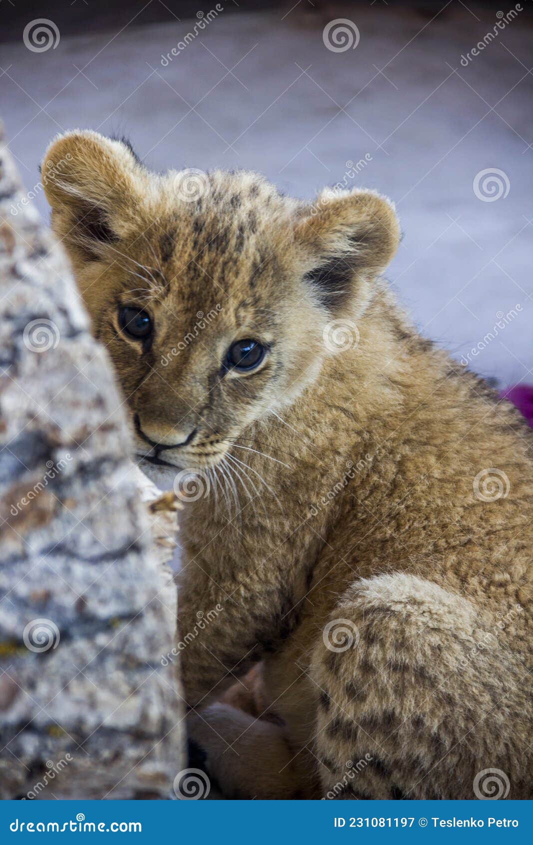 A small lion cub stock image. Image of undomesticated - 231081197