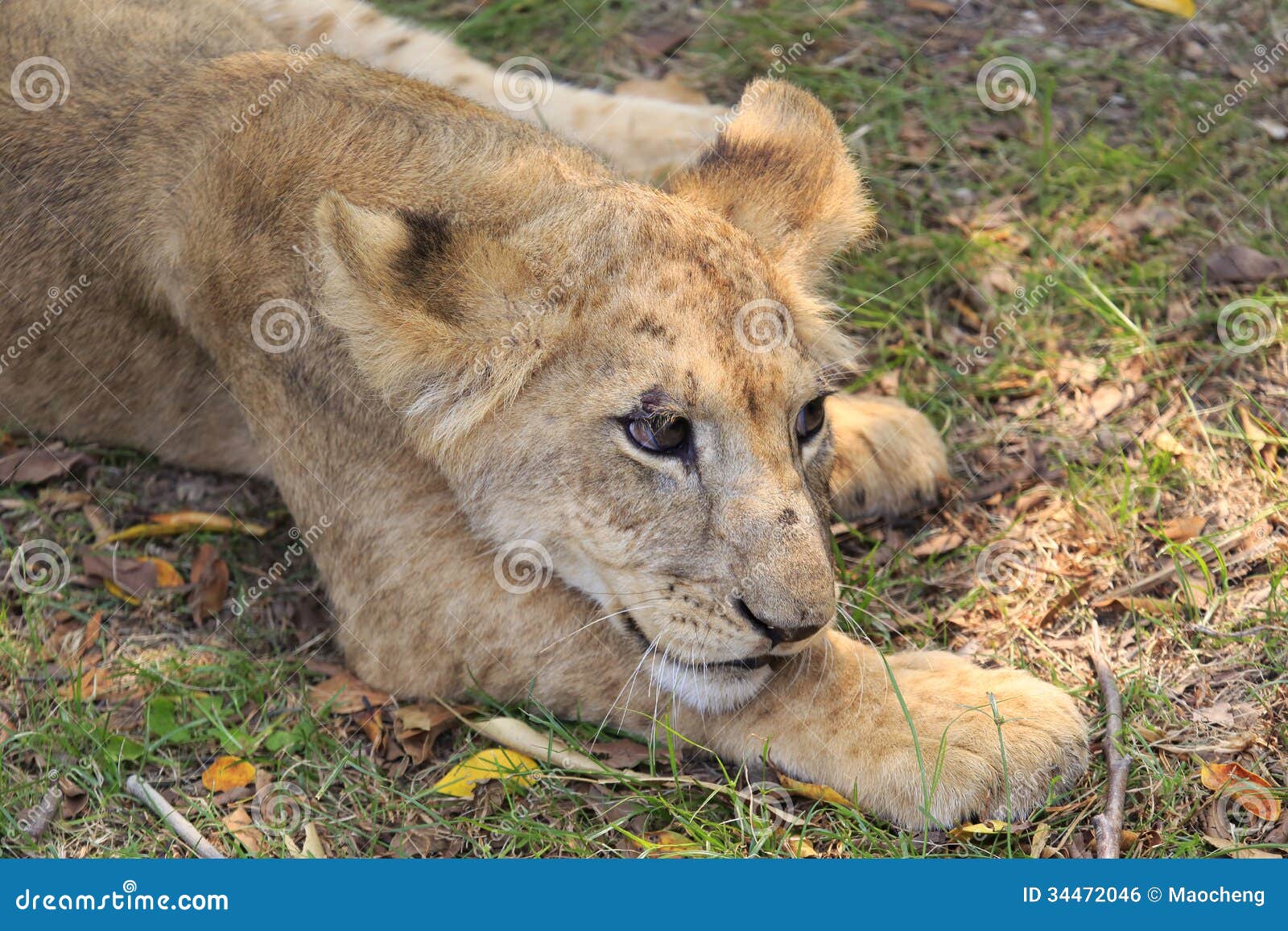 Small lion stock photo. Image of power, carnivore, portrait - 34472046