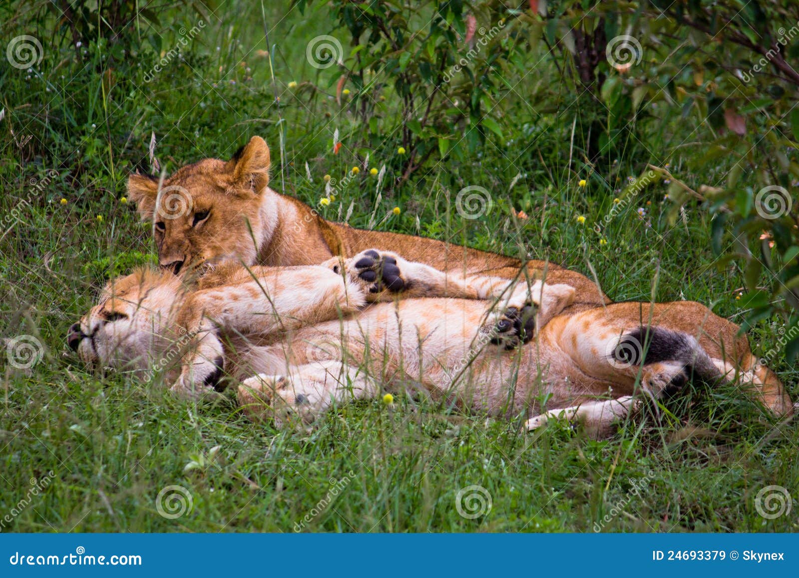 Small Lion and Lioness stock image. Image of african - 24693379