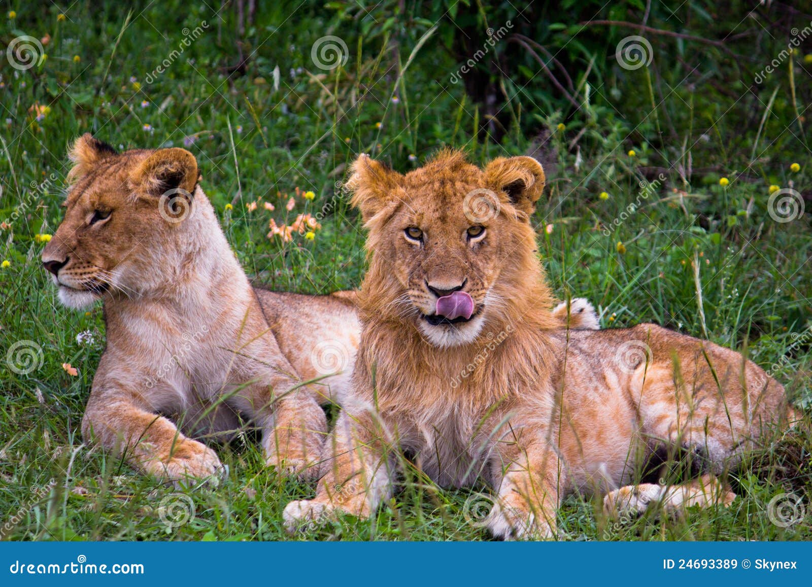 Small Lion and Lioness stock image. Image of pride, light - 24693389
