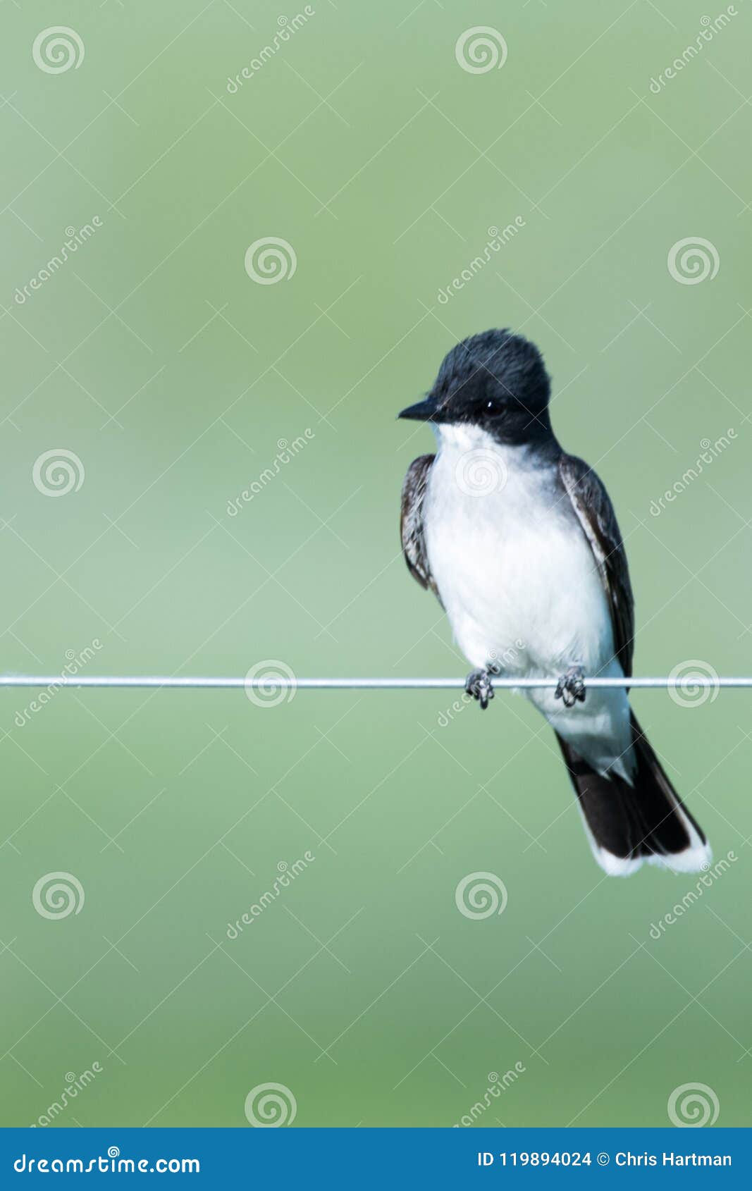 Chickadee on a Wire in the Springtime Stock Photo - Image of sitting ...