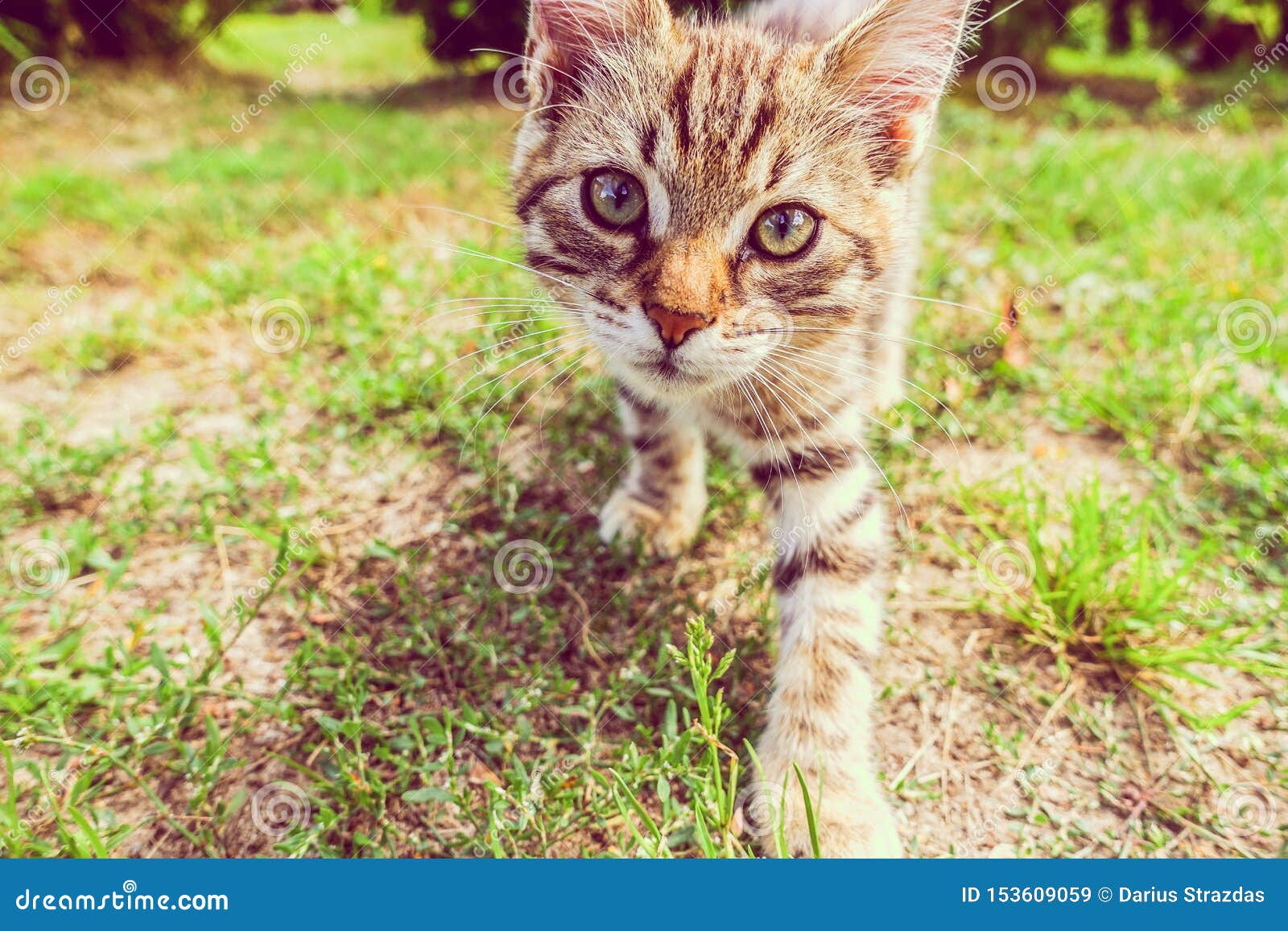 Small little cat alone stock image. Image of little - 153609059