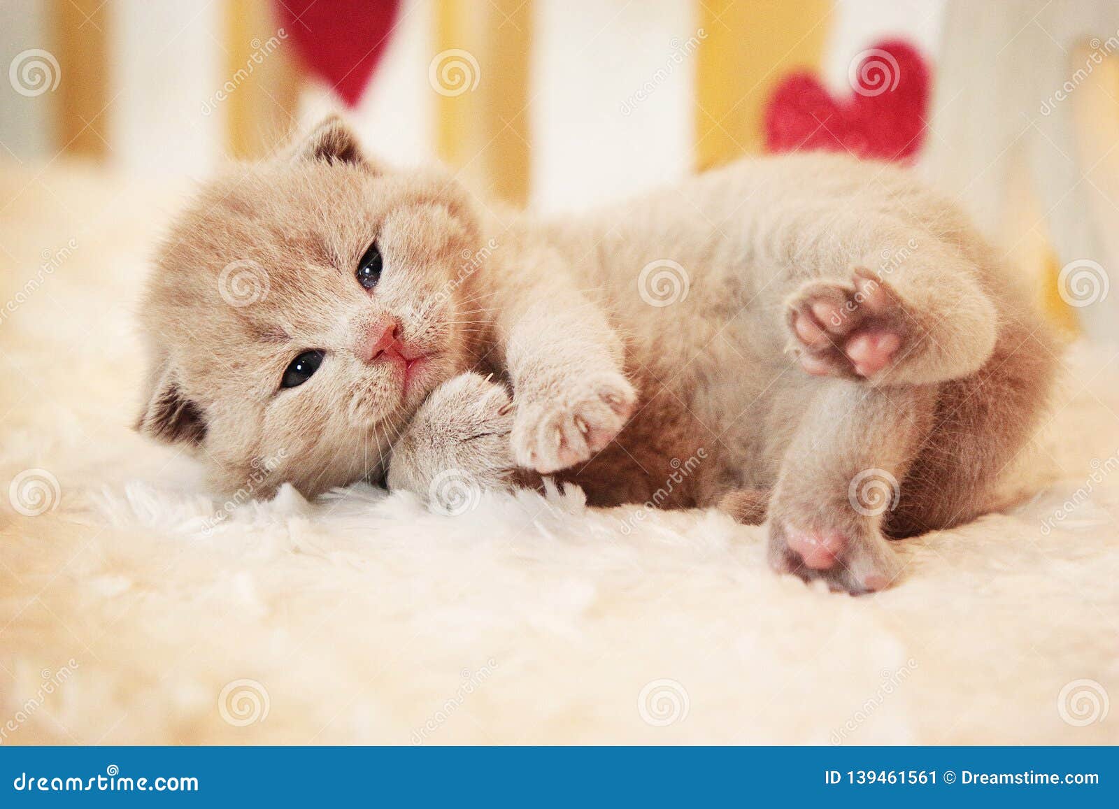 Small little cute kitten stock image. Image of natural - 139461561