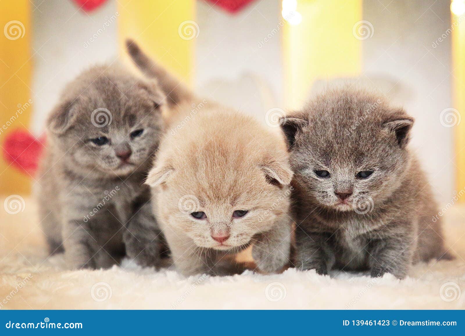 Small little cute kittens stock image. Image of cute - 139461423