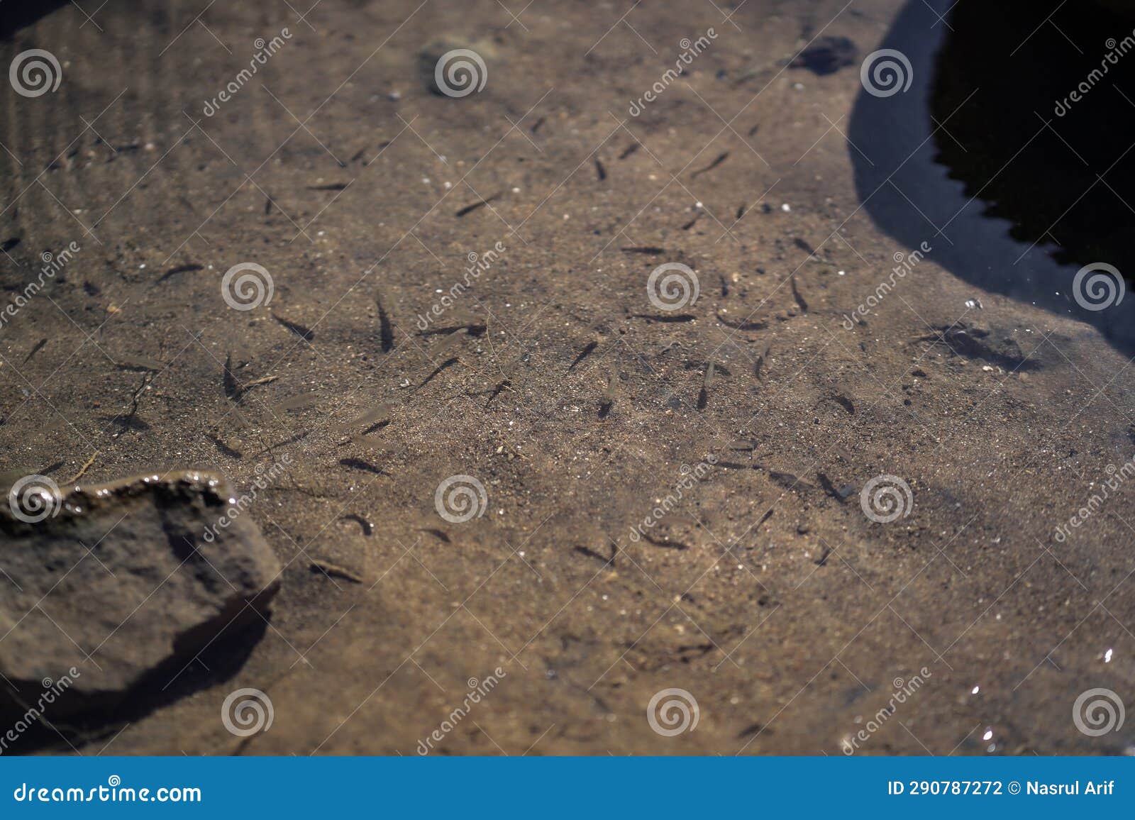 Small Little Fish in the River Stock Photo - Image of float, fresh ...