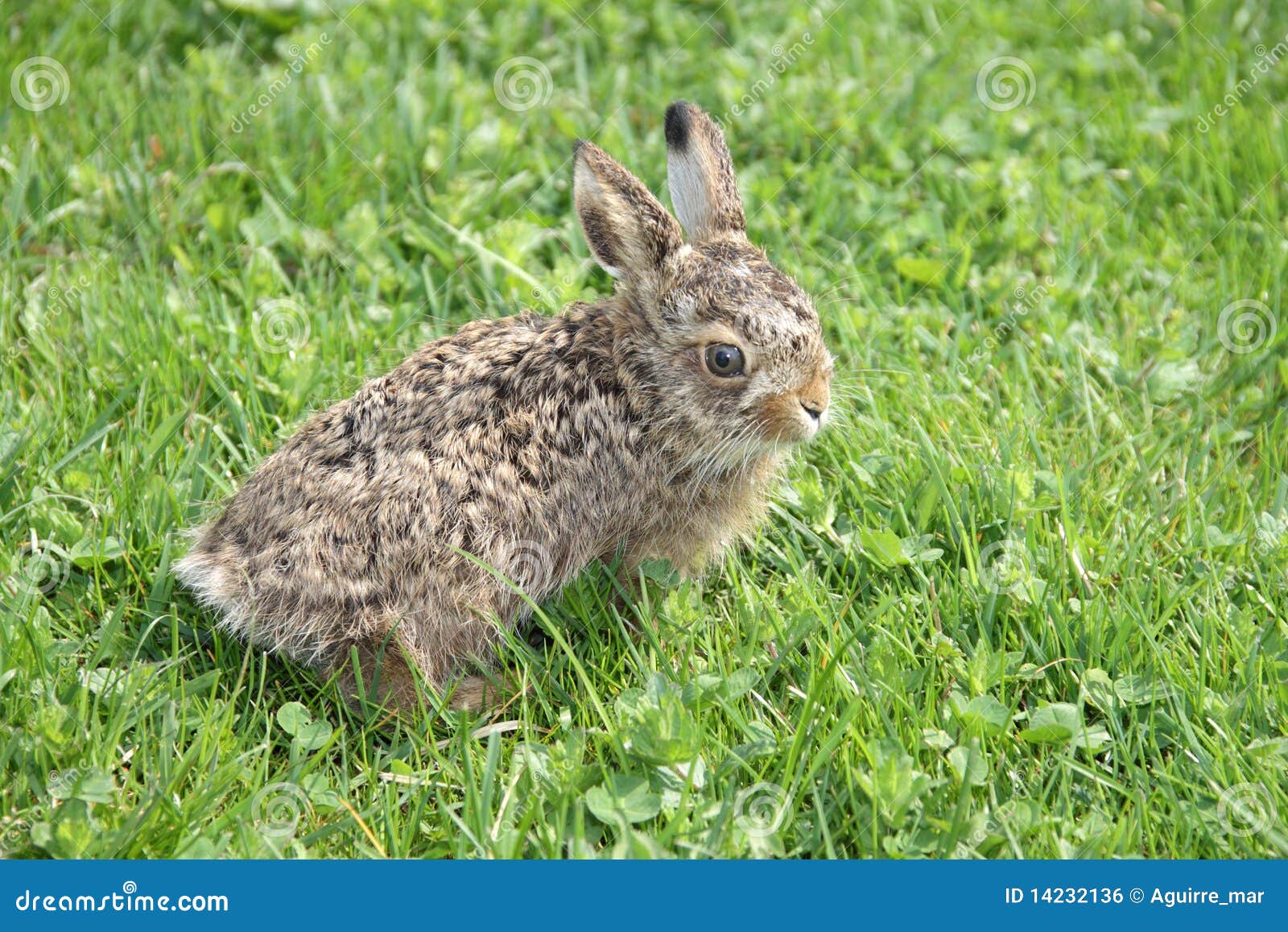 Small little hare stock photo. Image of portrait, europaeus - 14232136