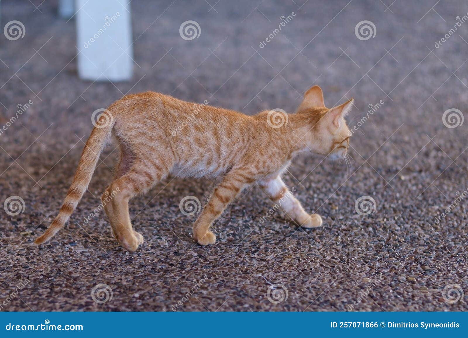 Cute cats stock photo. Image of close, small, furry - 257071866