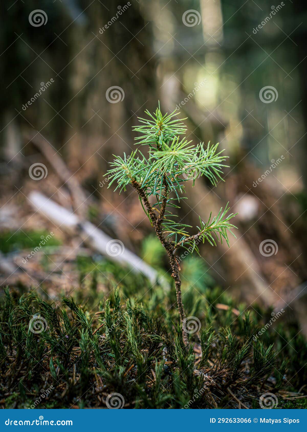 Small Little Pine Fir Tree Sapling Seedling in Growing Stock Photo ...
