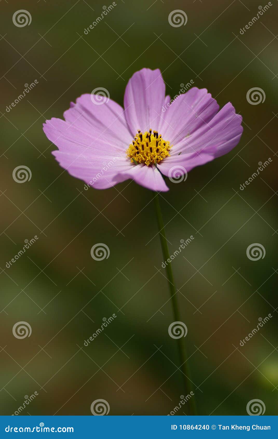 Small Little Pink Flower stock photo. Image of spring - 10864240