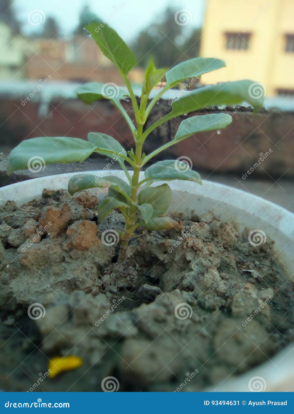 Small little plant stock image. Image of plant, tree - 93494631