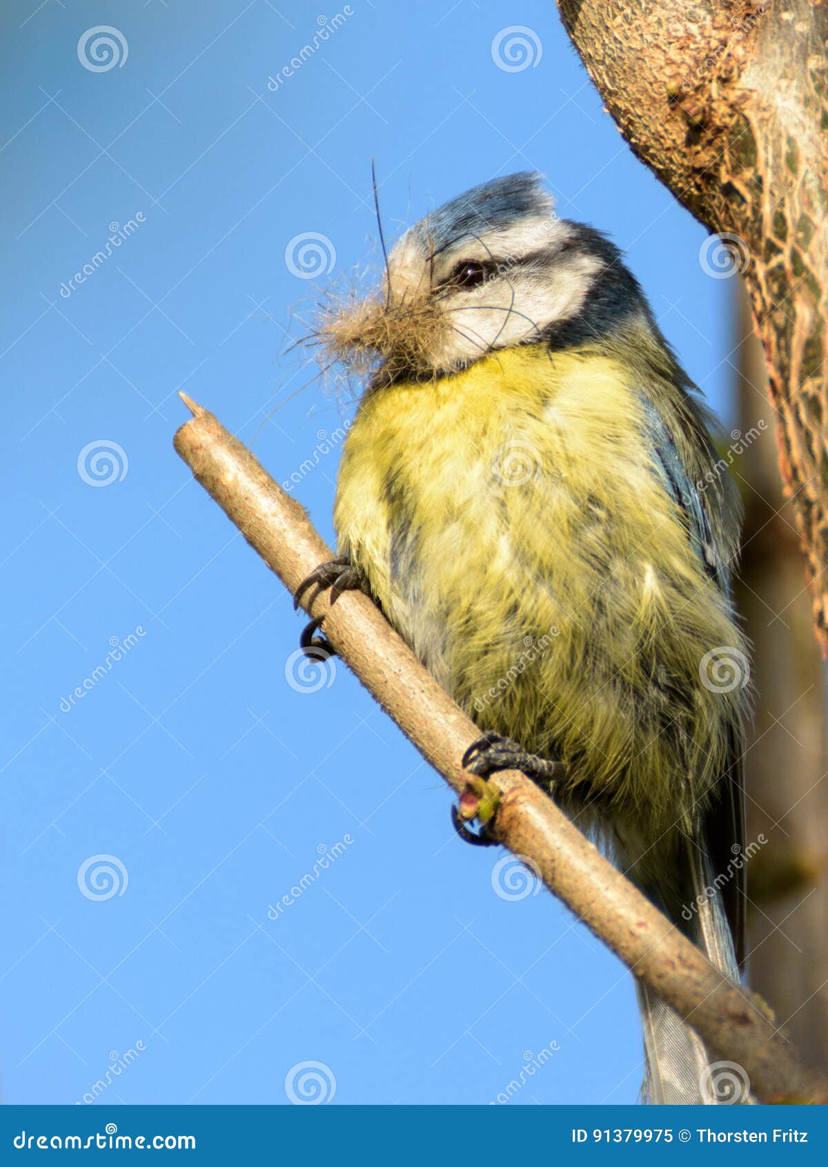 Yellow Titmouse Bird In The Park Feeder Royalty-Free Stock Photography ...