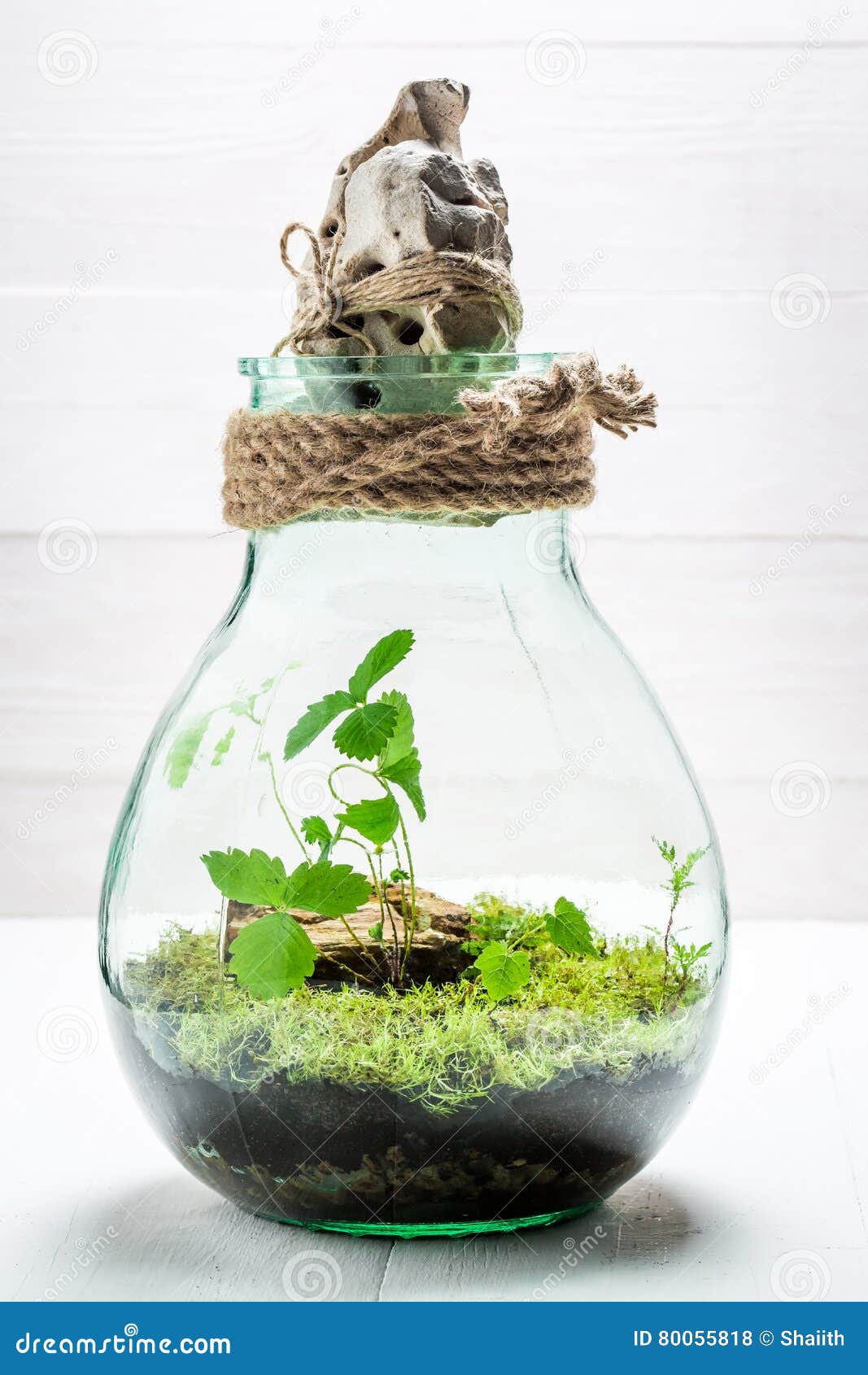 Small Live Plants in a Jar with Self Ecosystem Stock Photo - Image of ...