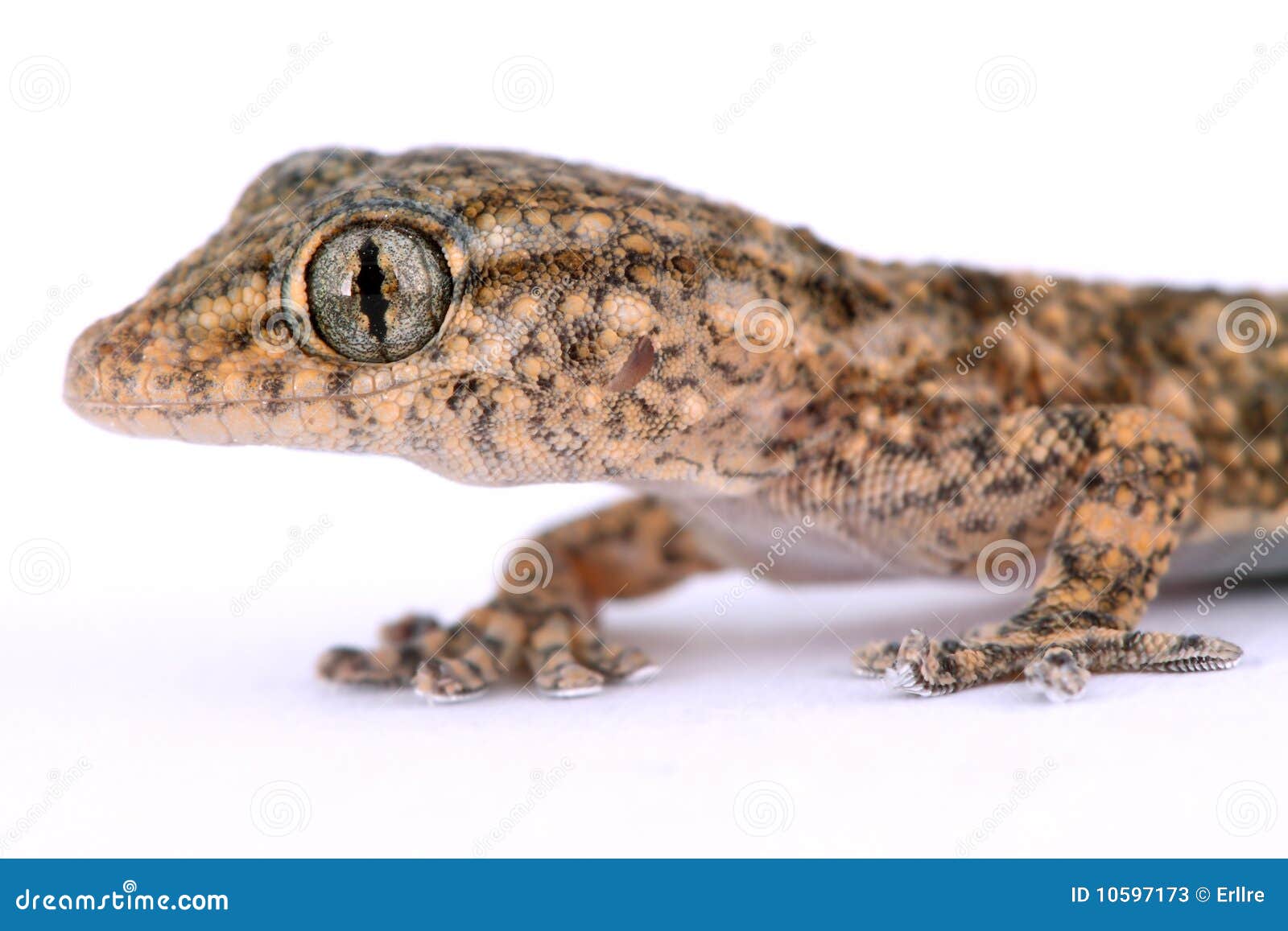 Small lizard stock image. Image of animal, mouth, scales - 10597173