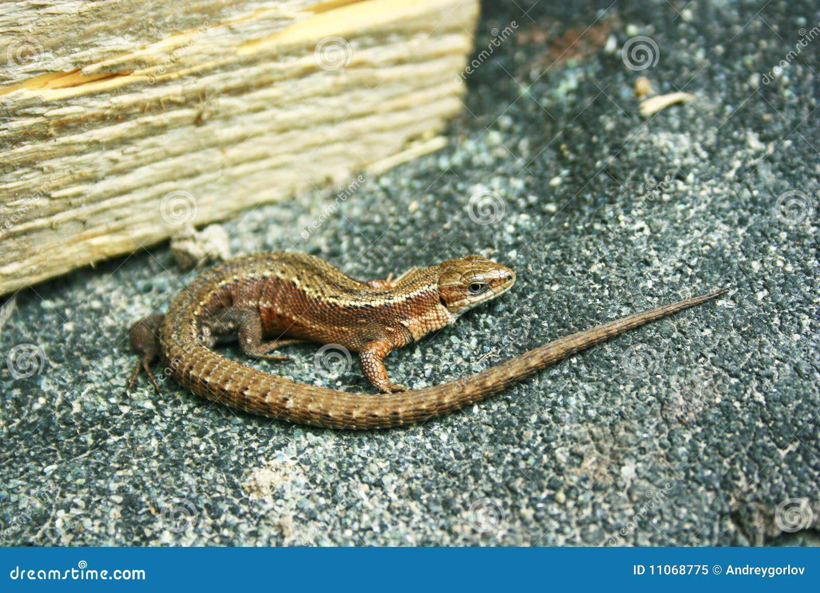 Small lizard stock image. Image of brown, reptile, creepy - 11068775
