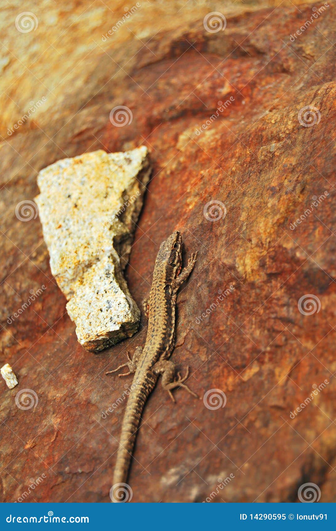 Small lizard stock image. Image of summer, lizard, amphibians - 14290595