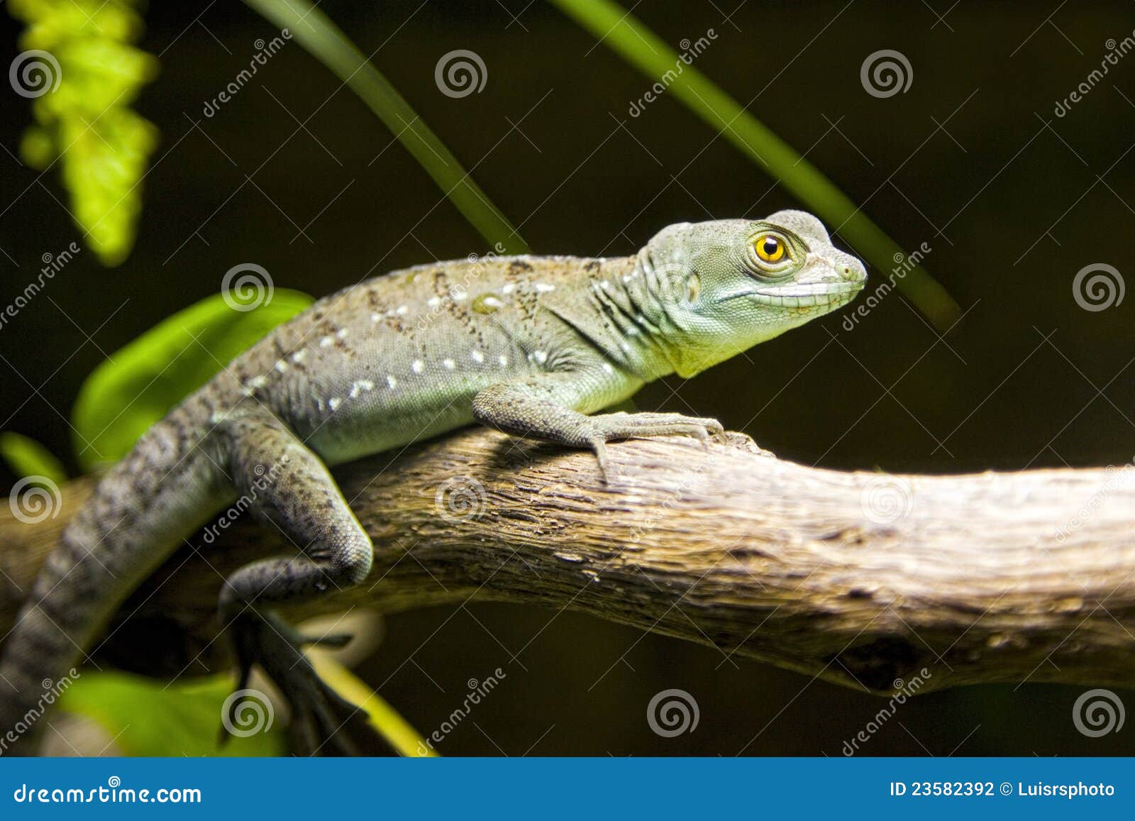 Small lizard stock photo. Image of green, trunk, quiet - 23582392