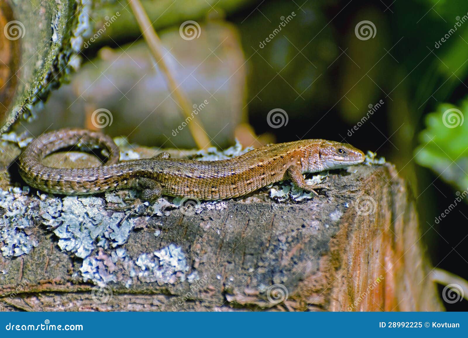 Small lizard stock image. Image of animal, paws, tail - 28992225