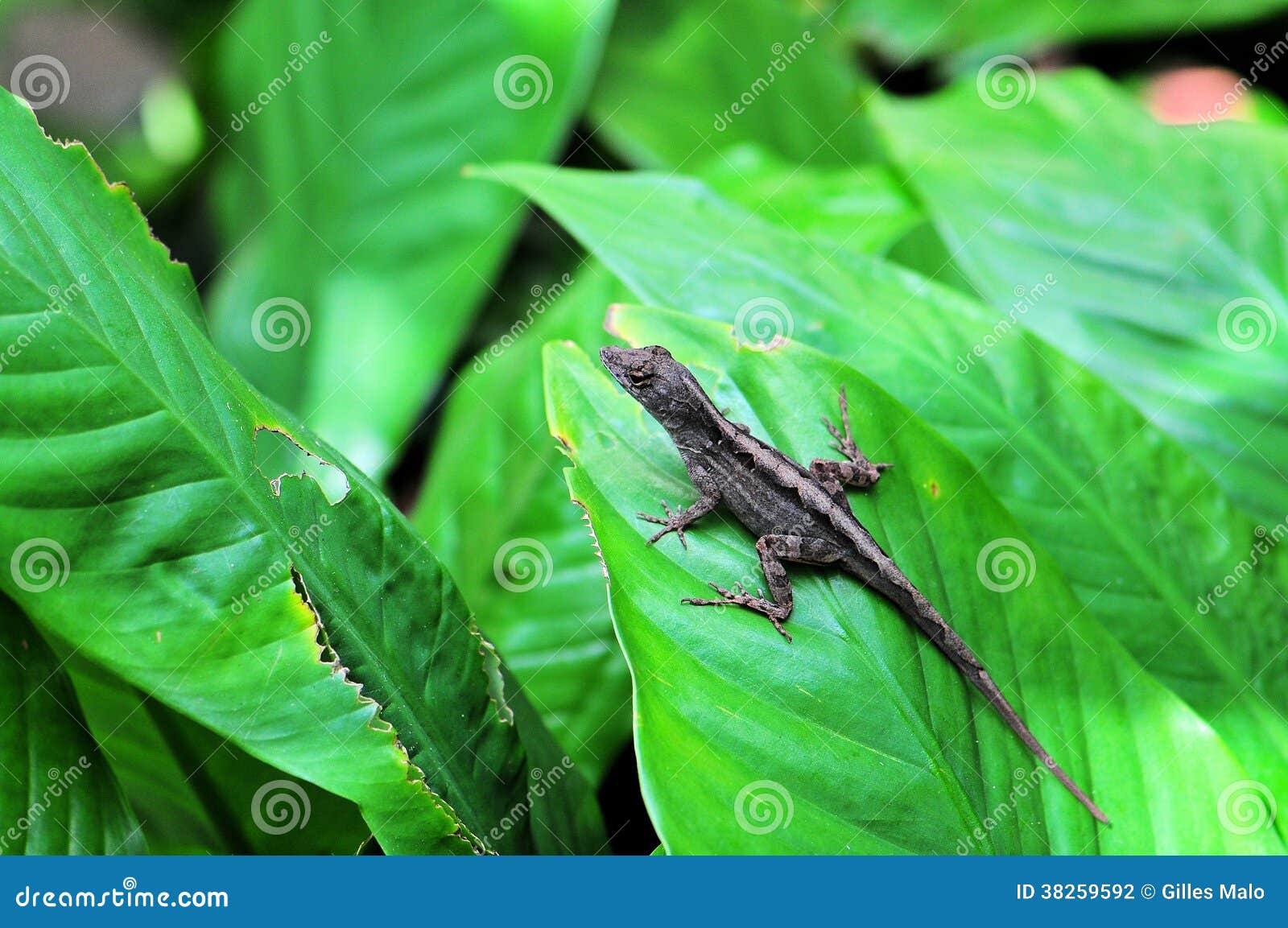 Small lizard stock photo. Image of outdoor, animal, color - 38259592