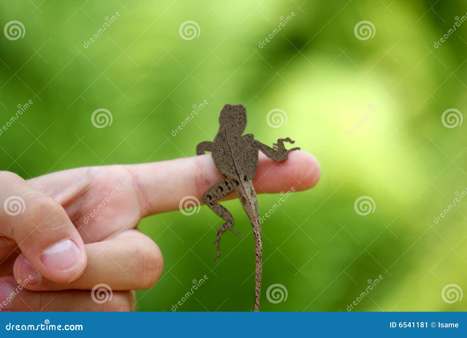 Small lizard stock image. Image of frend, tropical, garden - 6541181