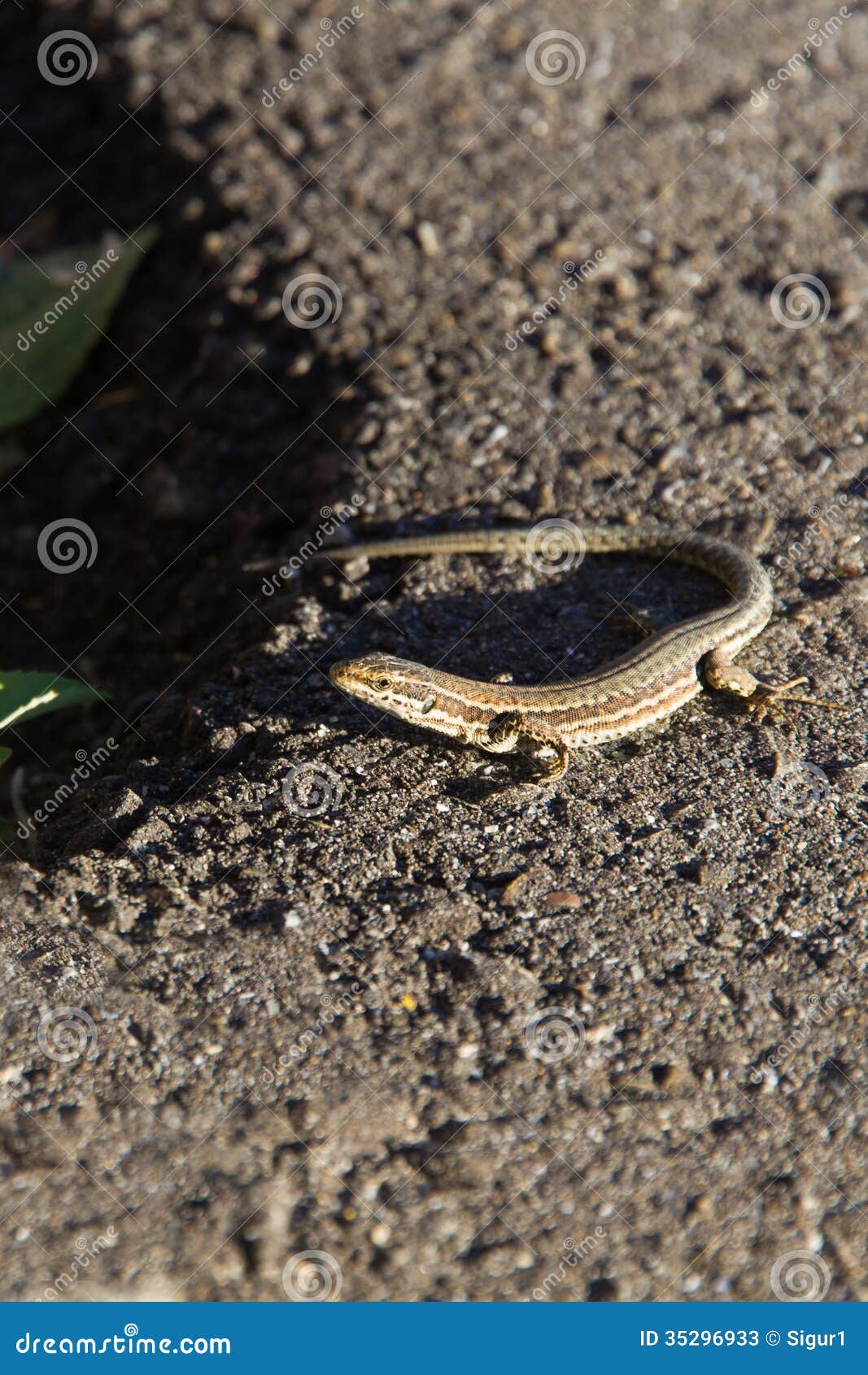 Small Lizard stock image. Image of hispanicus, animal - 35296933