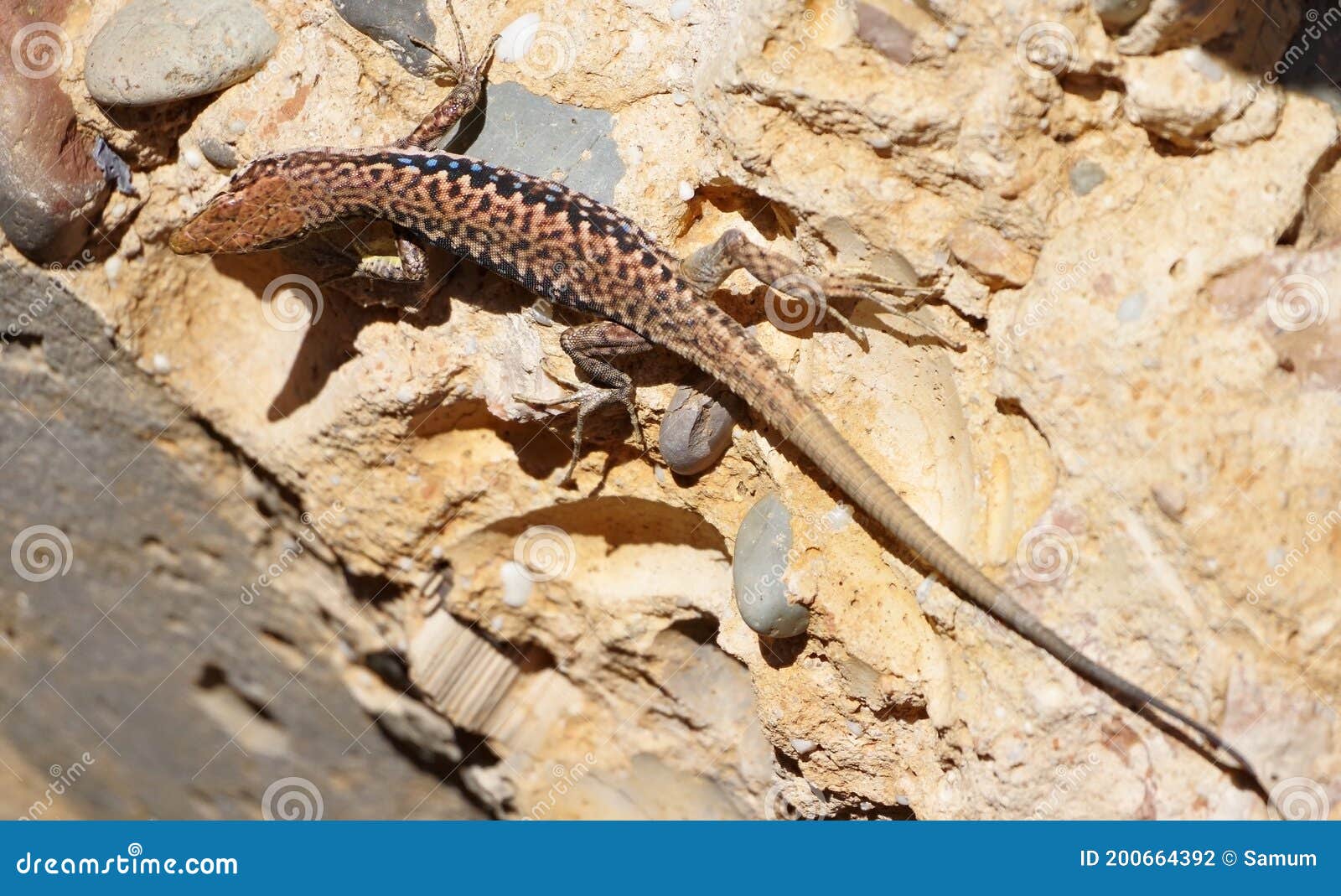 Lizard basking in the sun stock photo. Image of sunning - 200664392
