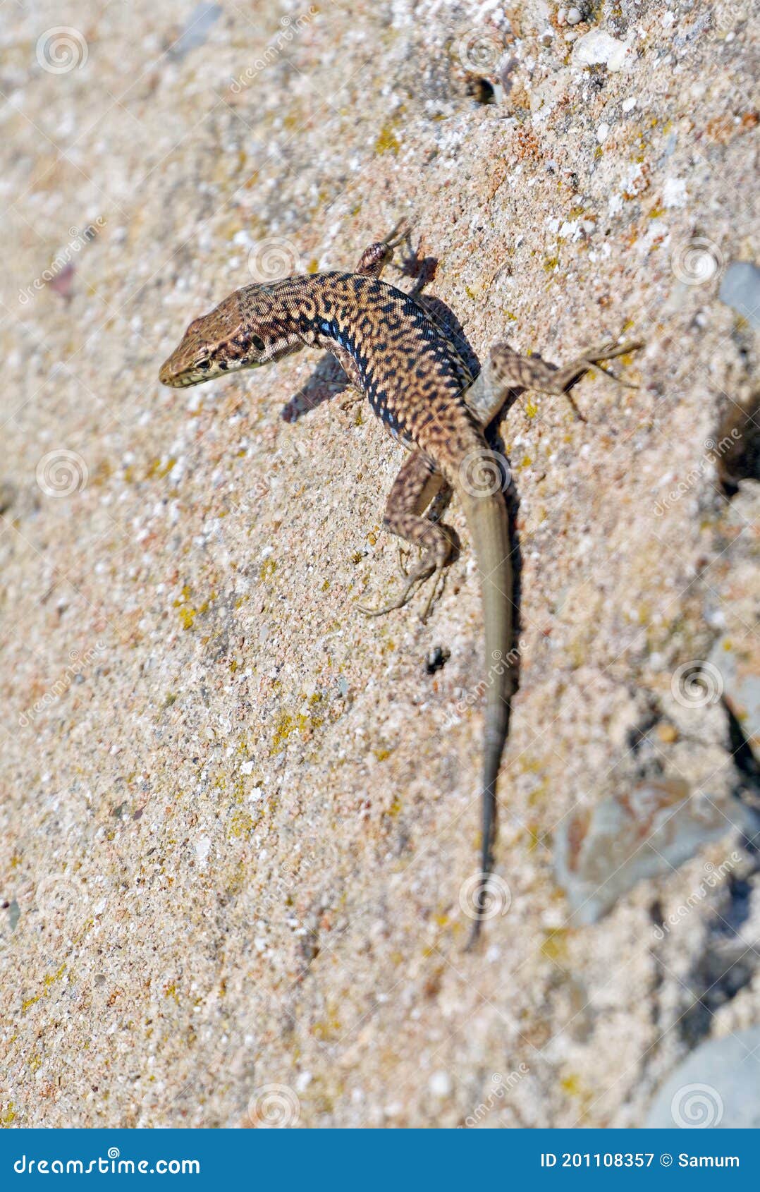 Lizard basking in the sun stock image. Image of fauna - 201108357