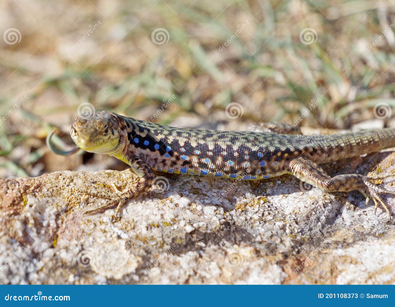 Lizard basking in the sun stock image. Image of nature - 201108373