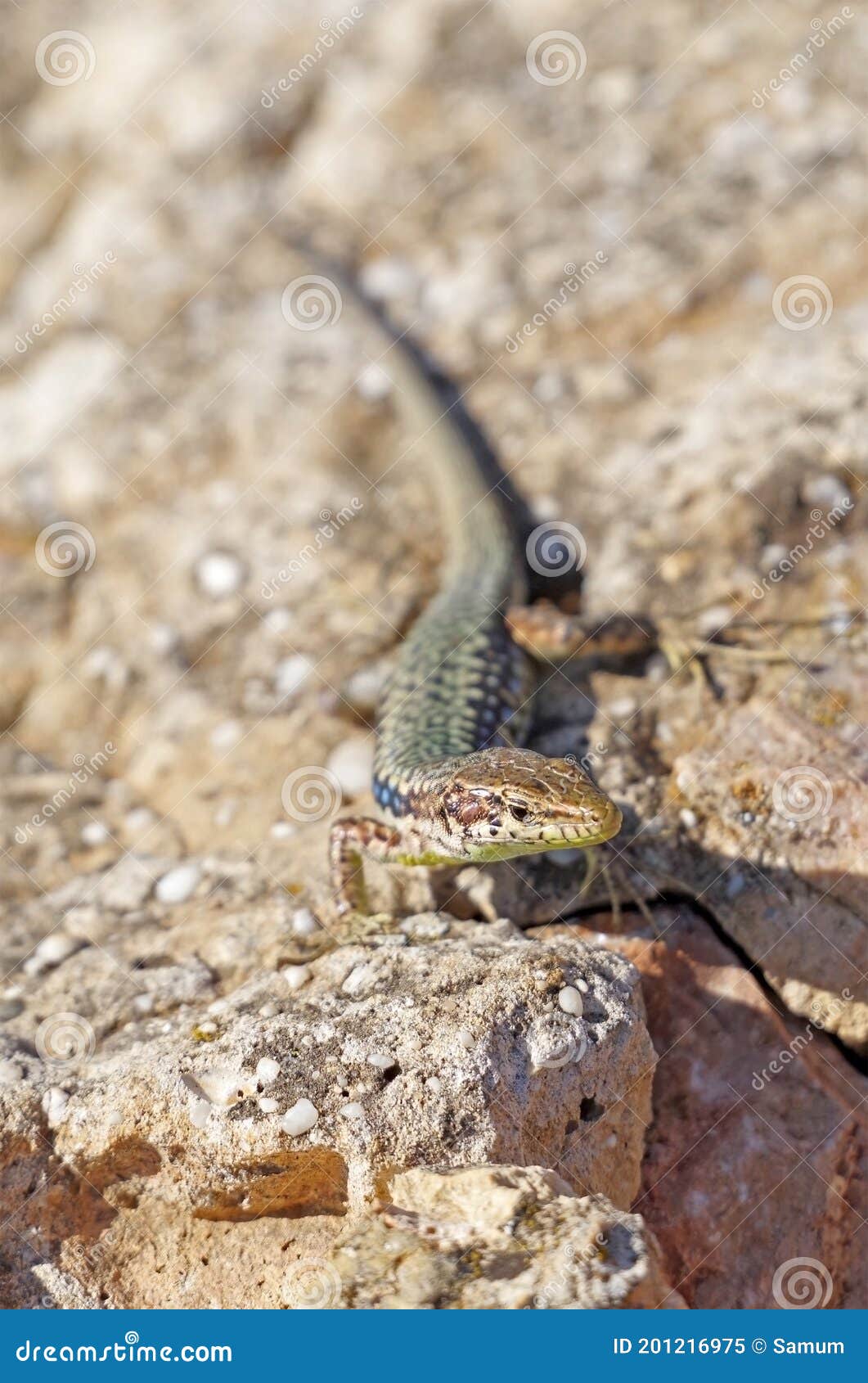 Lizard basking in the sun stock image. Image of amphibian - 201216975