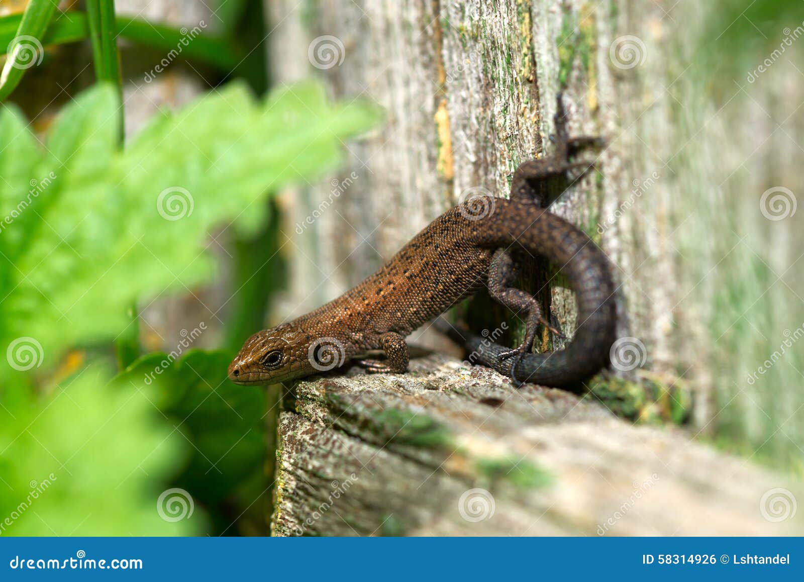 Small Lizard Basking in the Sun Stock Photo - Image of portrait, wild ...