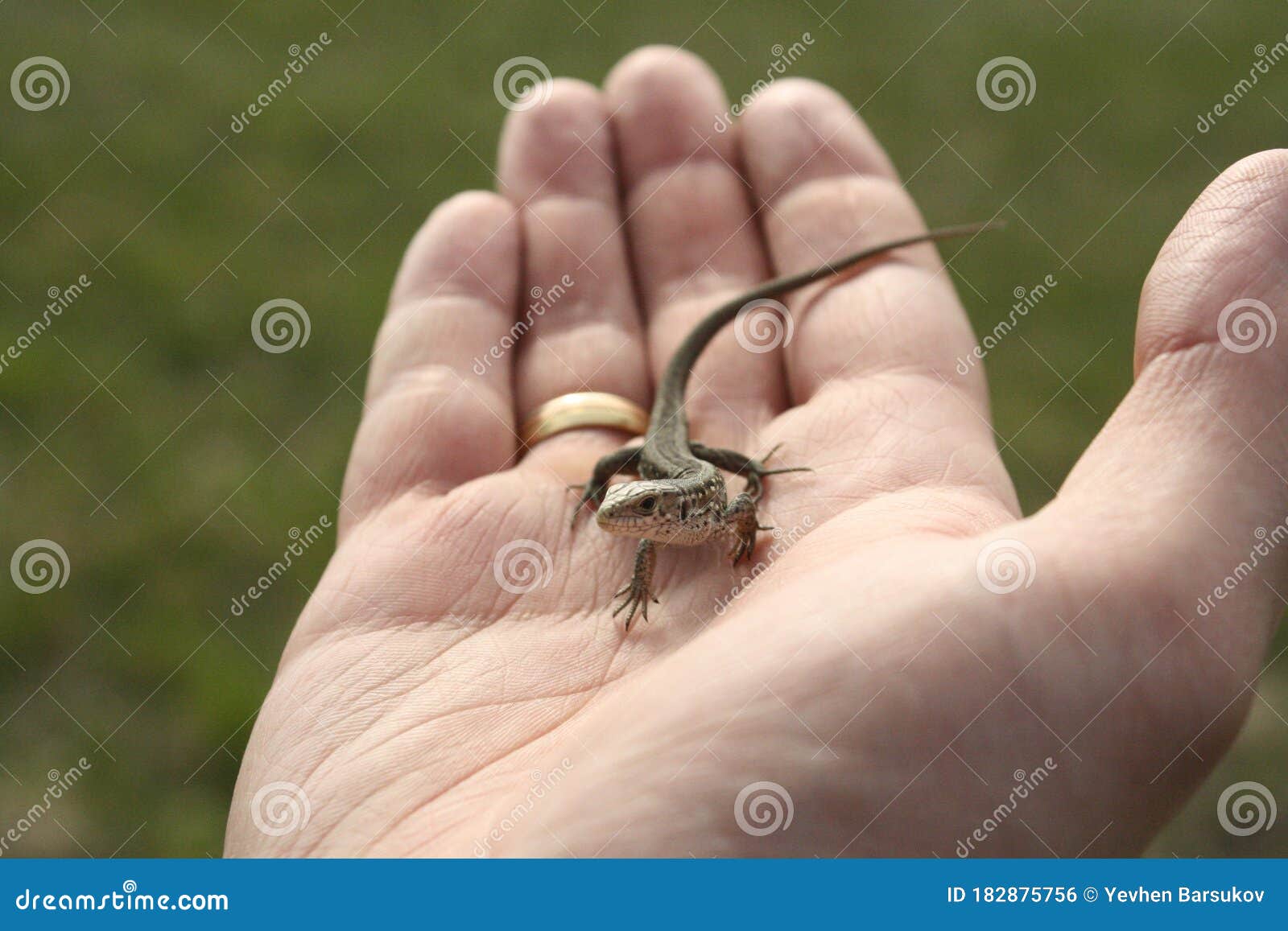 Tiny dragon on human hand stock photo. Image of nature - 182875756