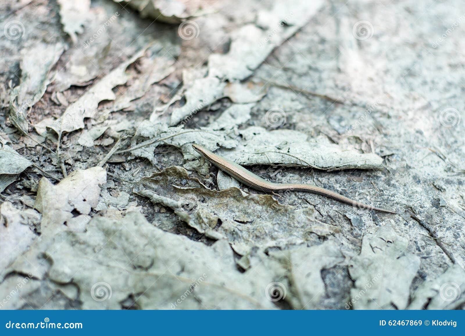 Small lizard stock image. Image of bronze, shining, reptile - 62467869