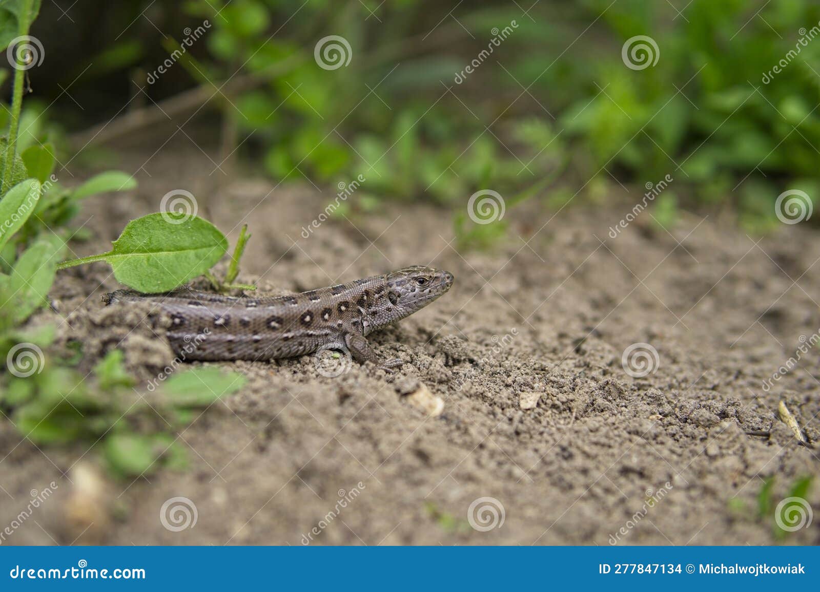 A Small Lizard Cadaver with a Discarded Tail Basking in the Sun in ...