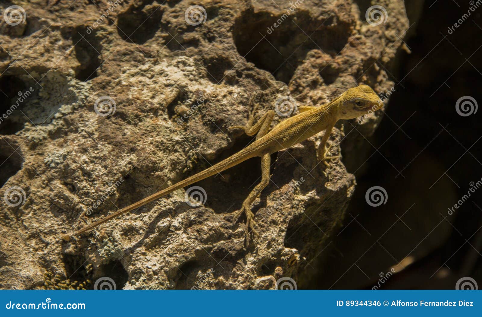 Small lizard in Cambodia stock photo. Image of siem, lizard - 89344346