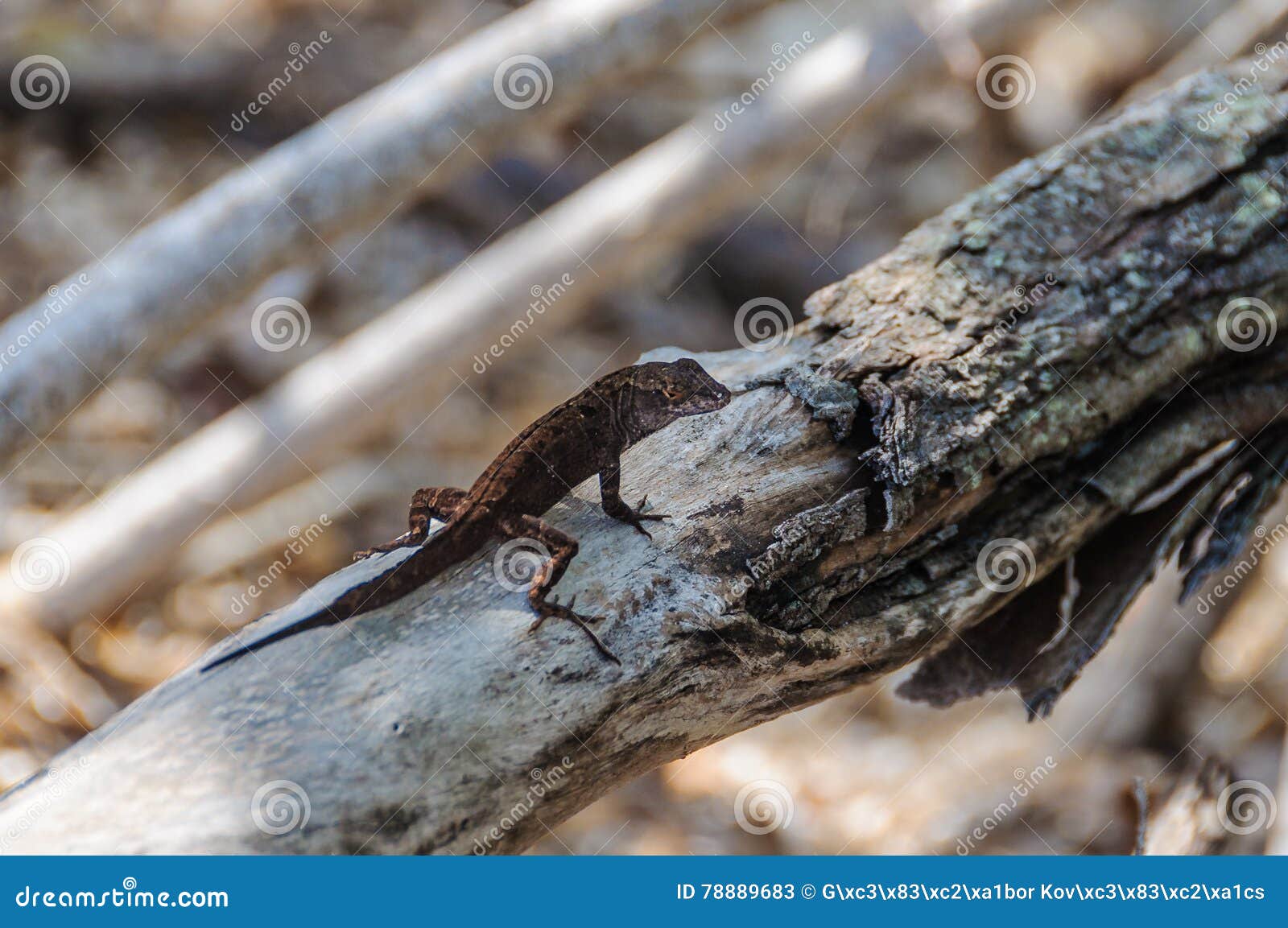 Small Lizard in Cayo Levisa Island in Cuba Stock Image - Image of ...