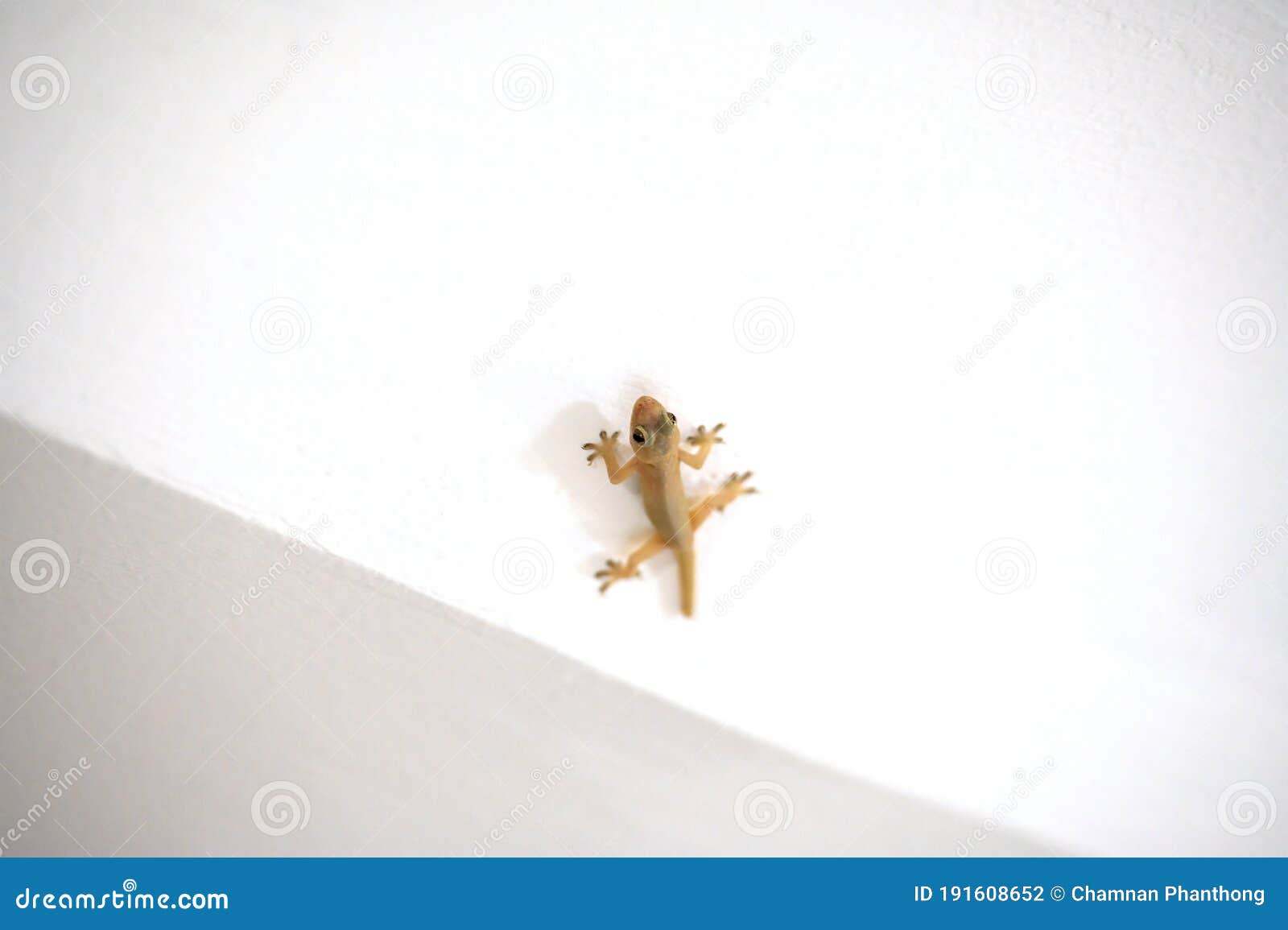 Small Lizard on the Ceiling Wall Stock Photo - Image of ceiling, white ...
