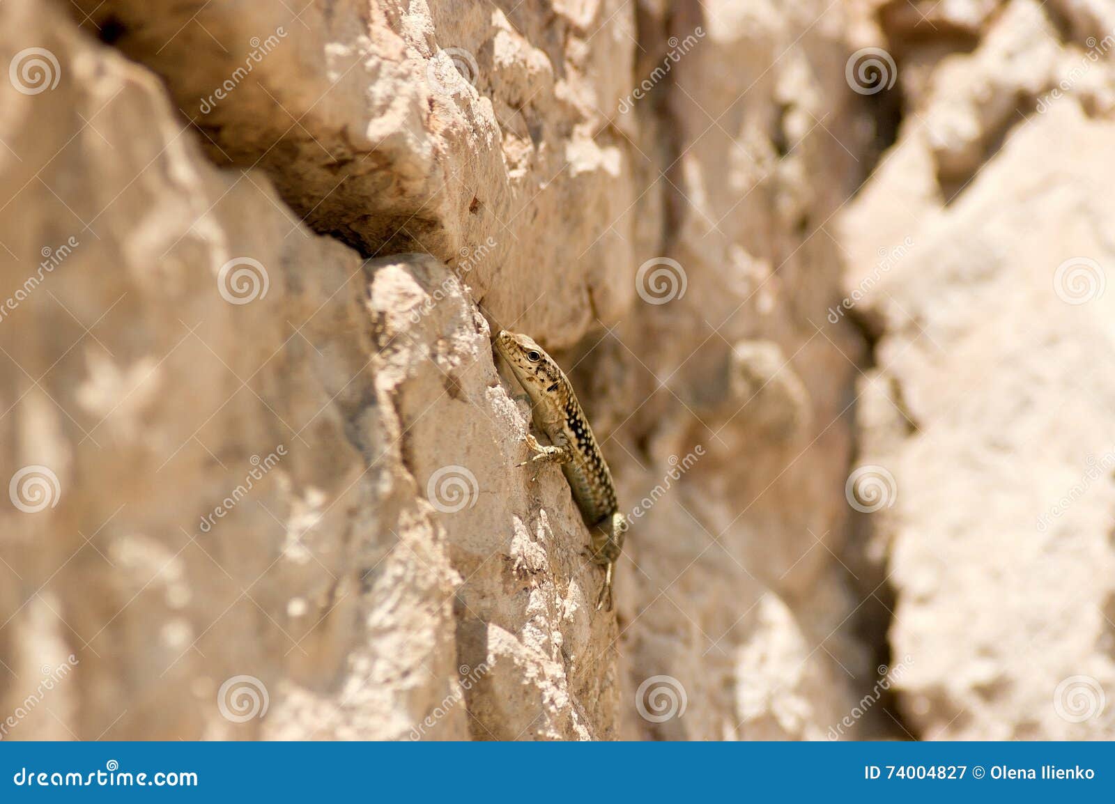 Small Lizard Climbing on the Rock, Close Up. Stock Image - Image of ...