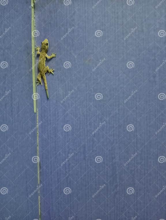 Small Lizard Clinging To a Tile Wall on a Blue Background? Stock Image ...