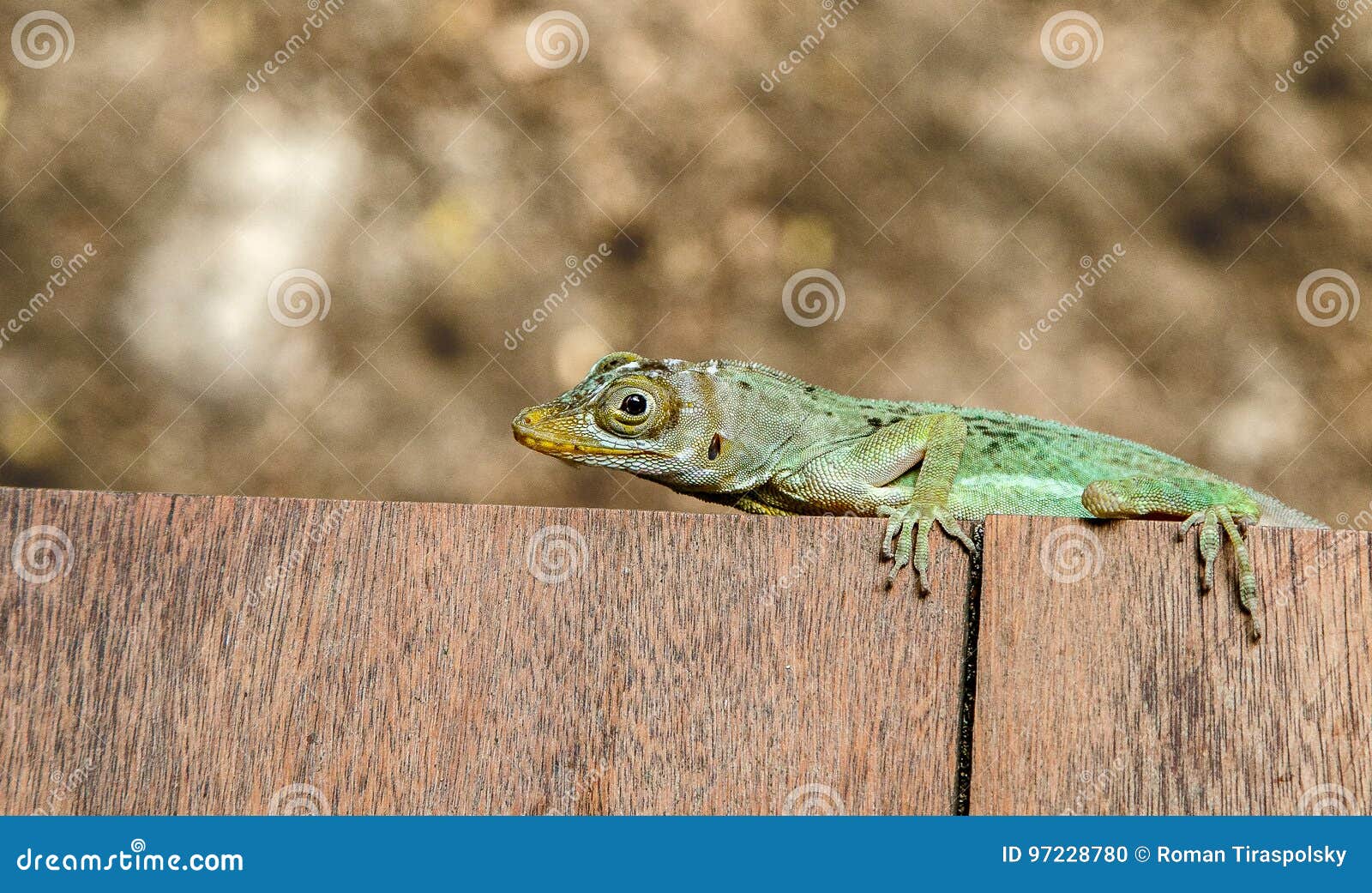 Small lizard stock photo. Image of exotic, lizard, closeup - 97228780