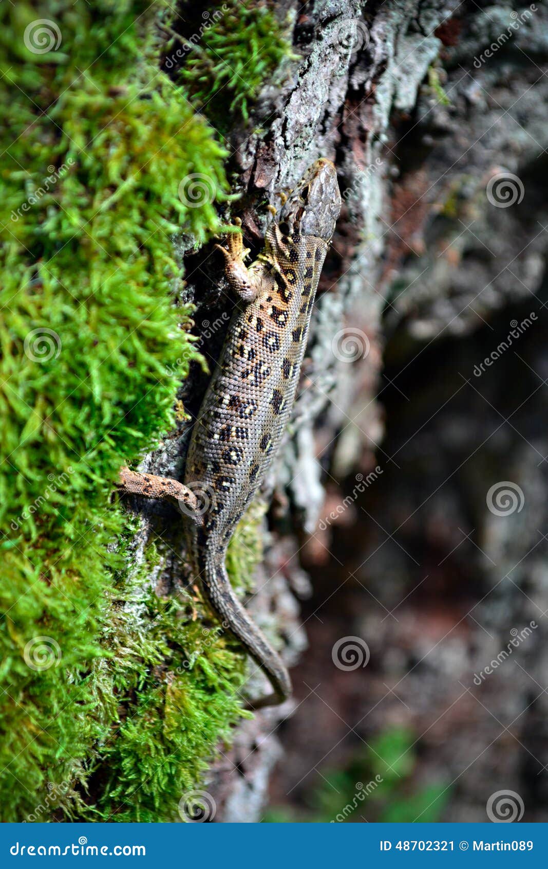 Small Lizard Crawling on a Tree Trunk Stock Image - Image of nature ...