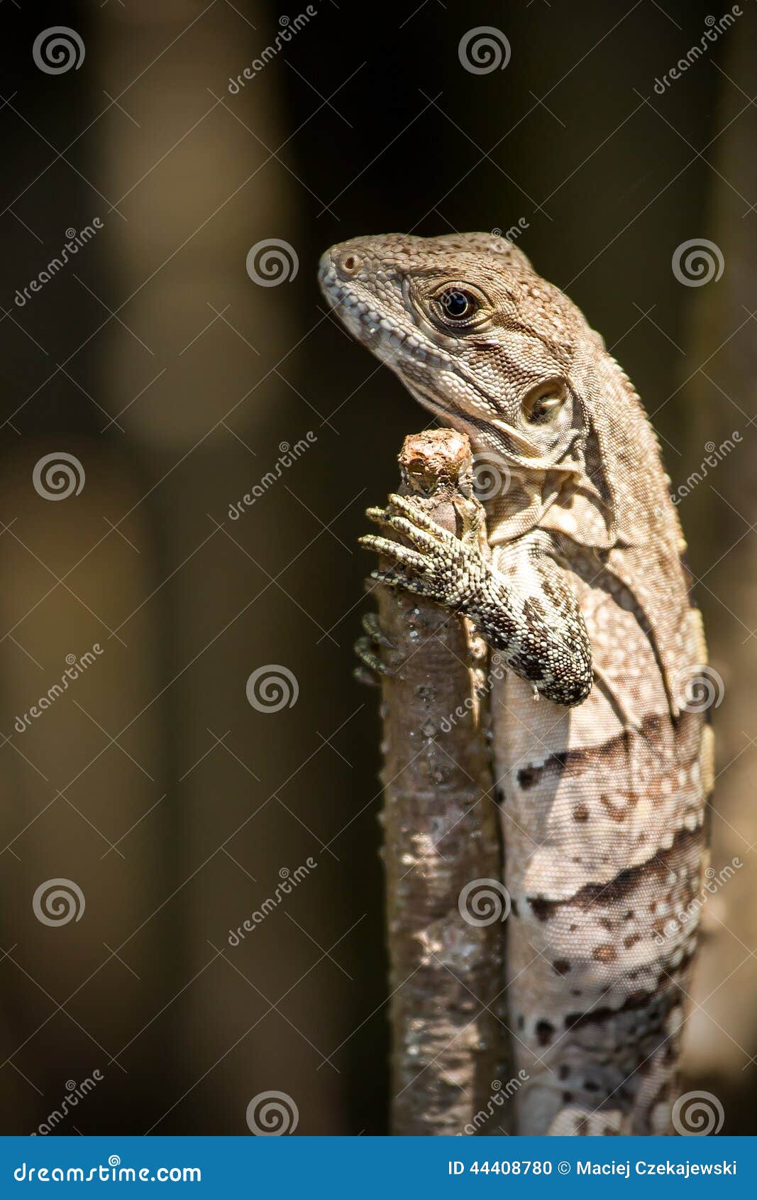 Small lizard stock photo. Image of profile, contoy, grey - 44408780